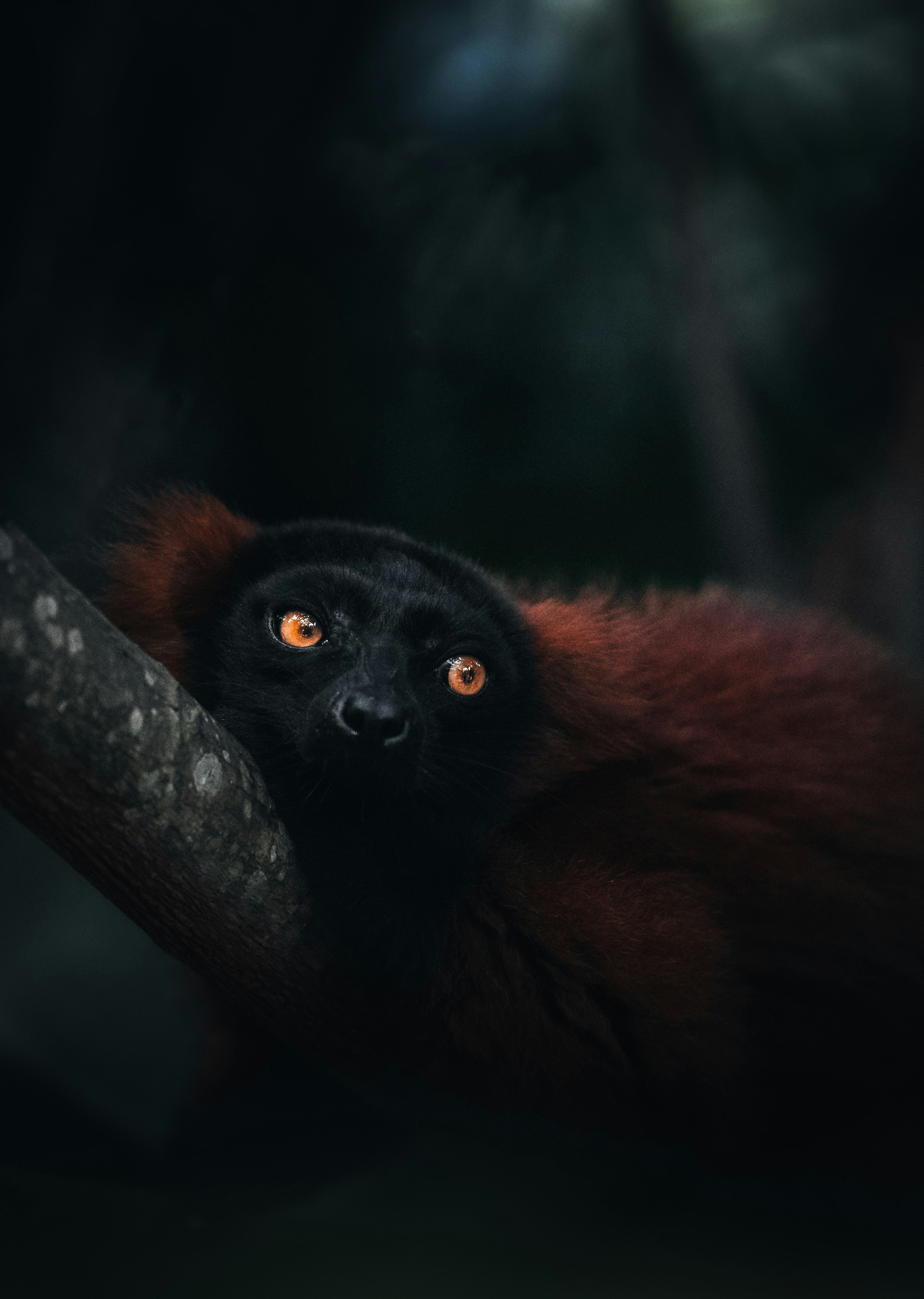 Amber-Eyed Red-Ruffed Lemur Clinging to a Moonlit Branch