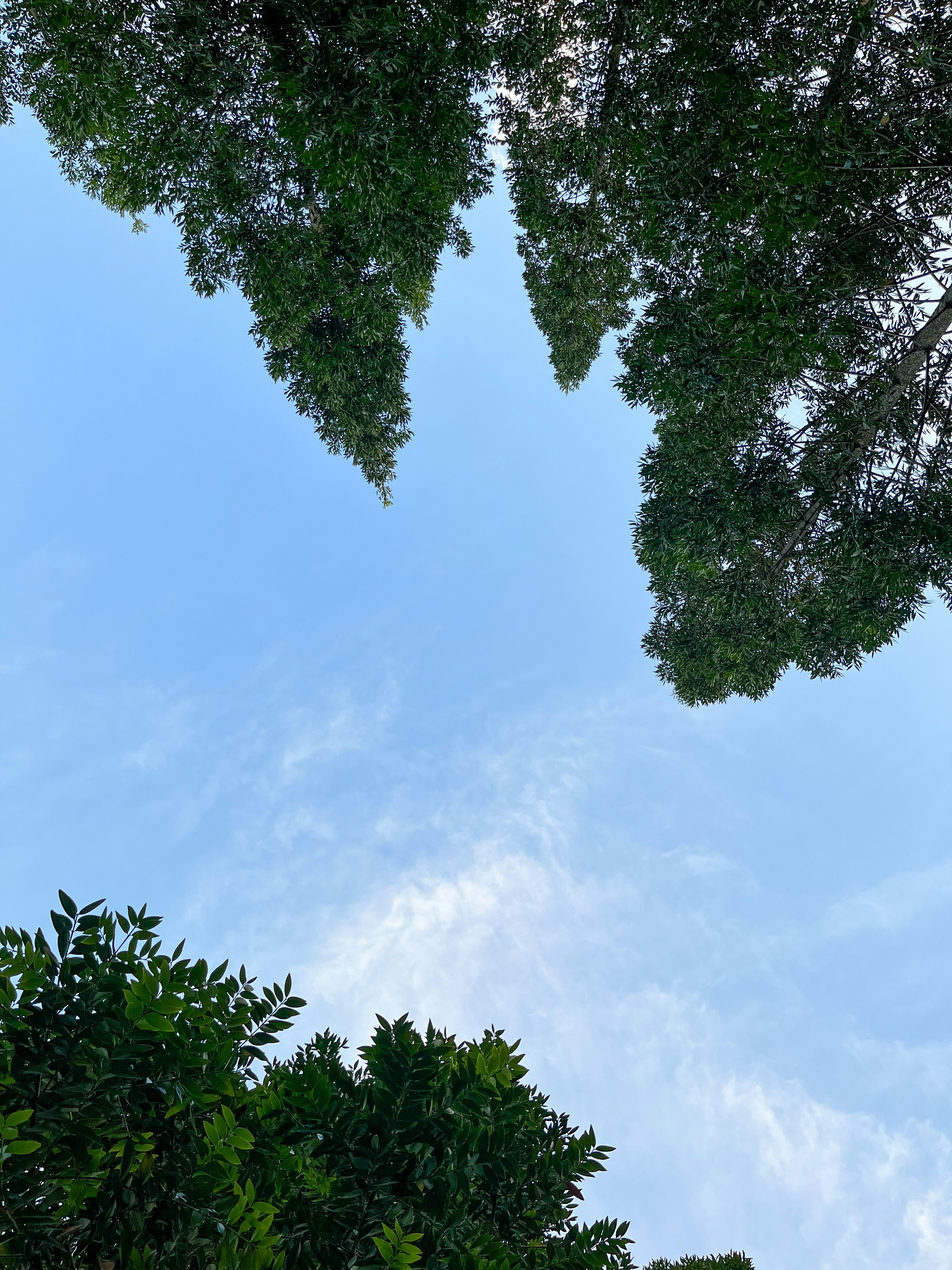 Ground-up photograph showing a bright blue sky framed by the edges of lush green treetops.