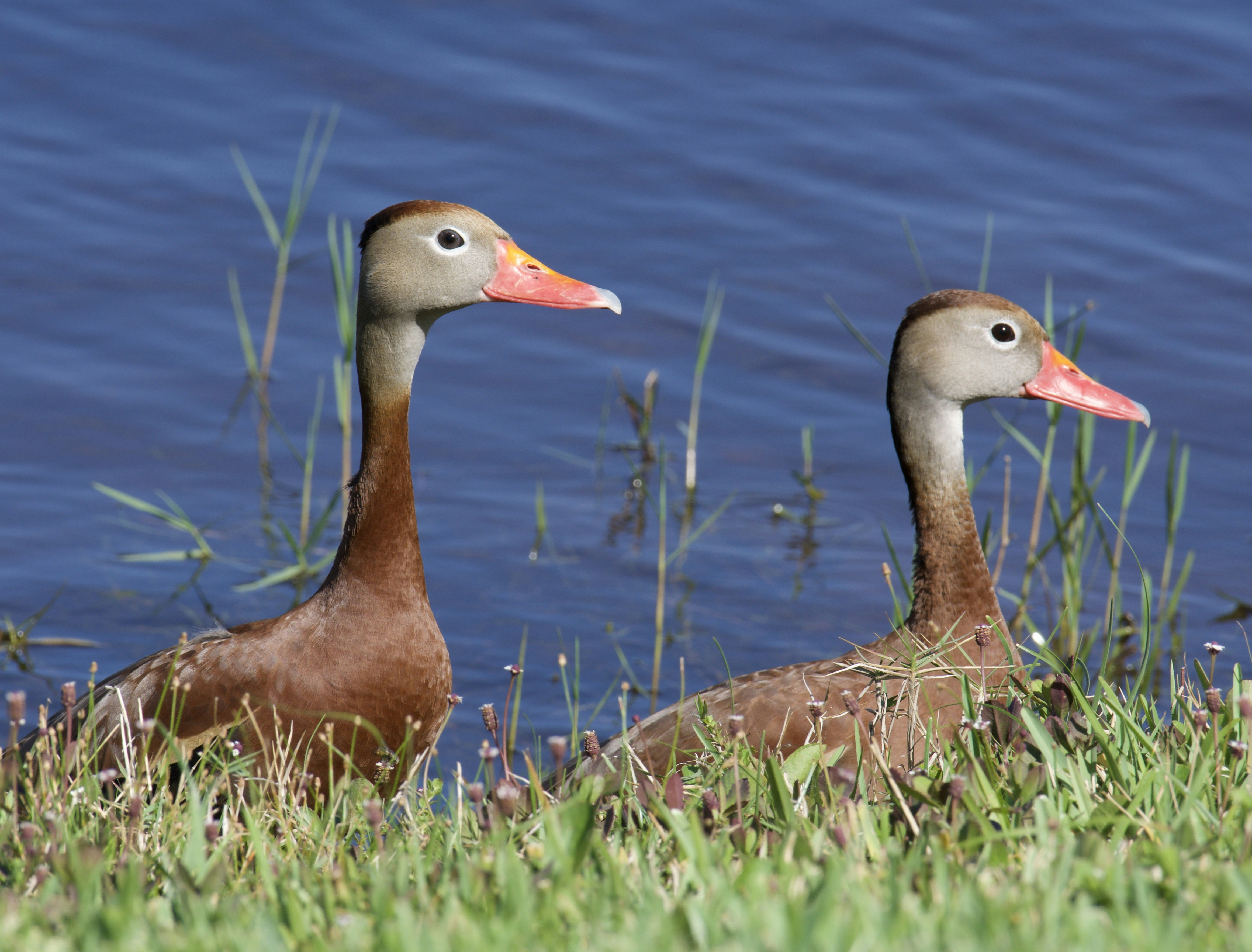 Two Ducks at the Water's Edge: Quiet Harmony on a Grassy Bank