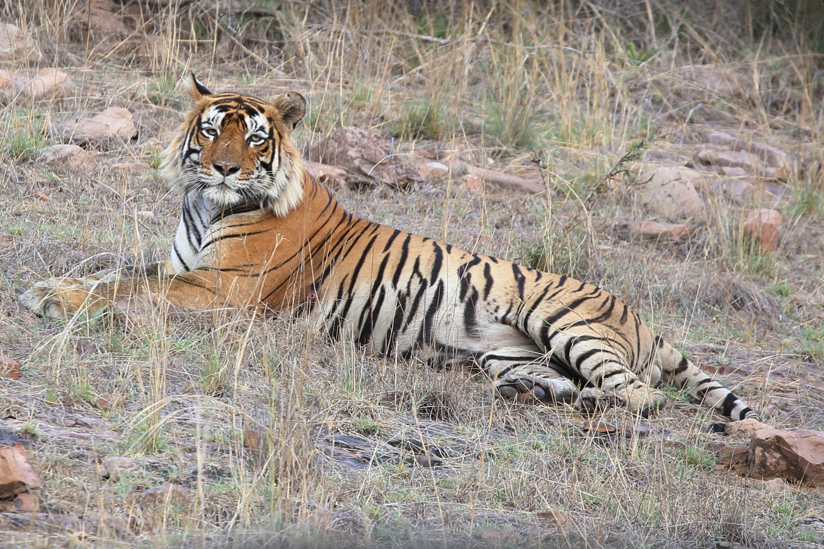 A tiger laying on the ground in a field photo – Free Ranthambore ...