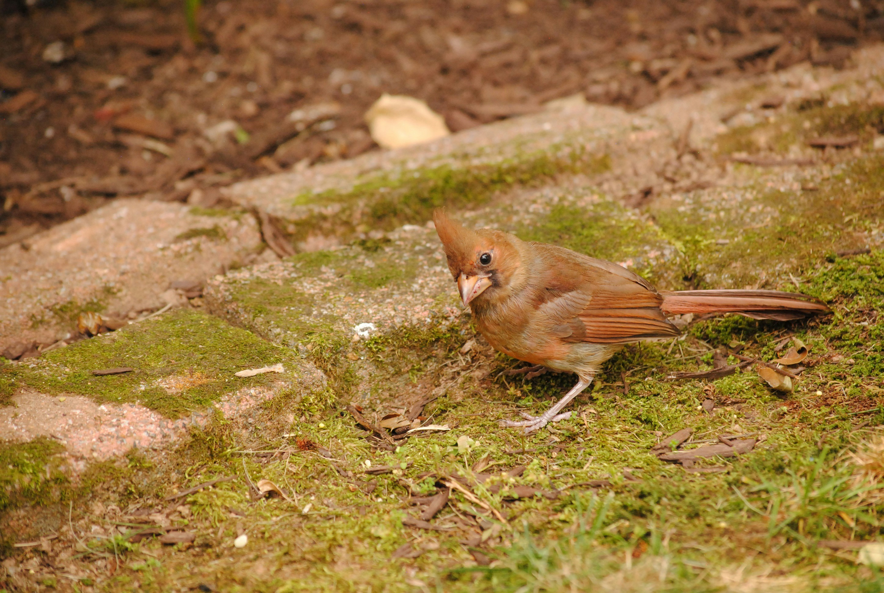 Moss-Trail Muse: A Brown Songbird on a Quiet Mossy Ground