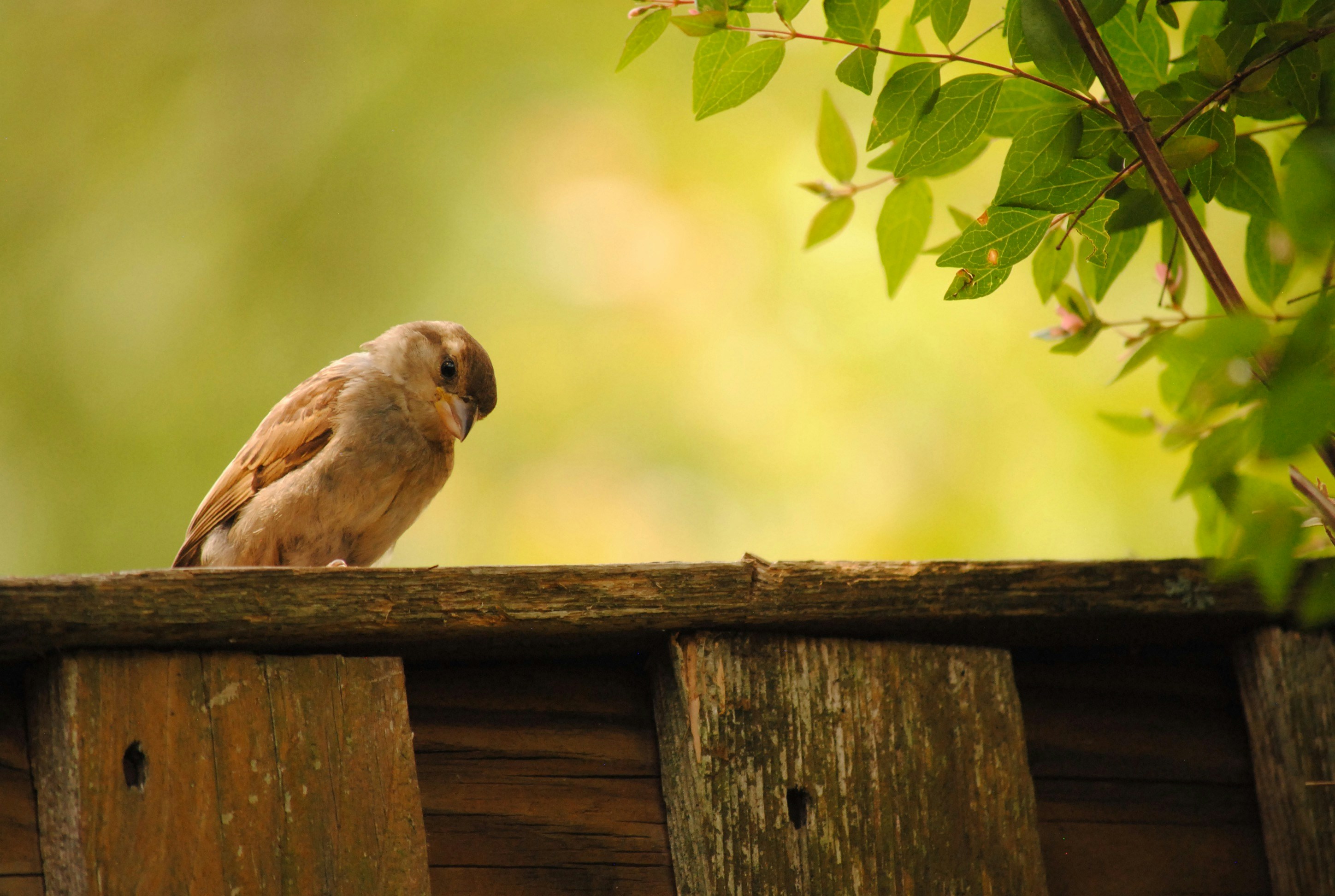 Sunlit Sparrow on a Weathered Fence: Quiet Moment in Gentle Green Light