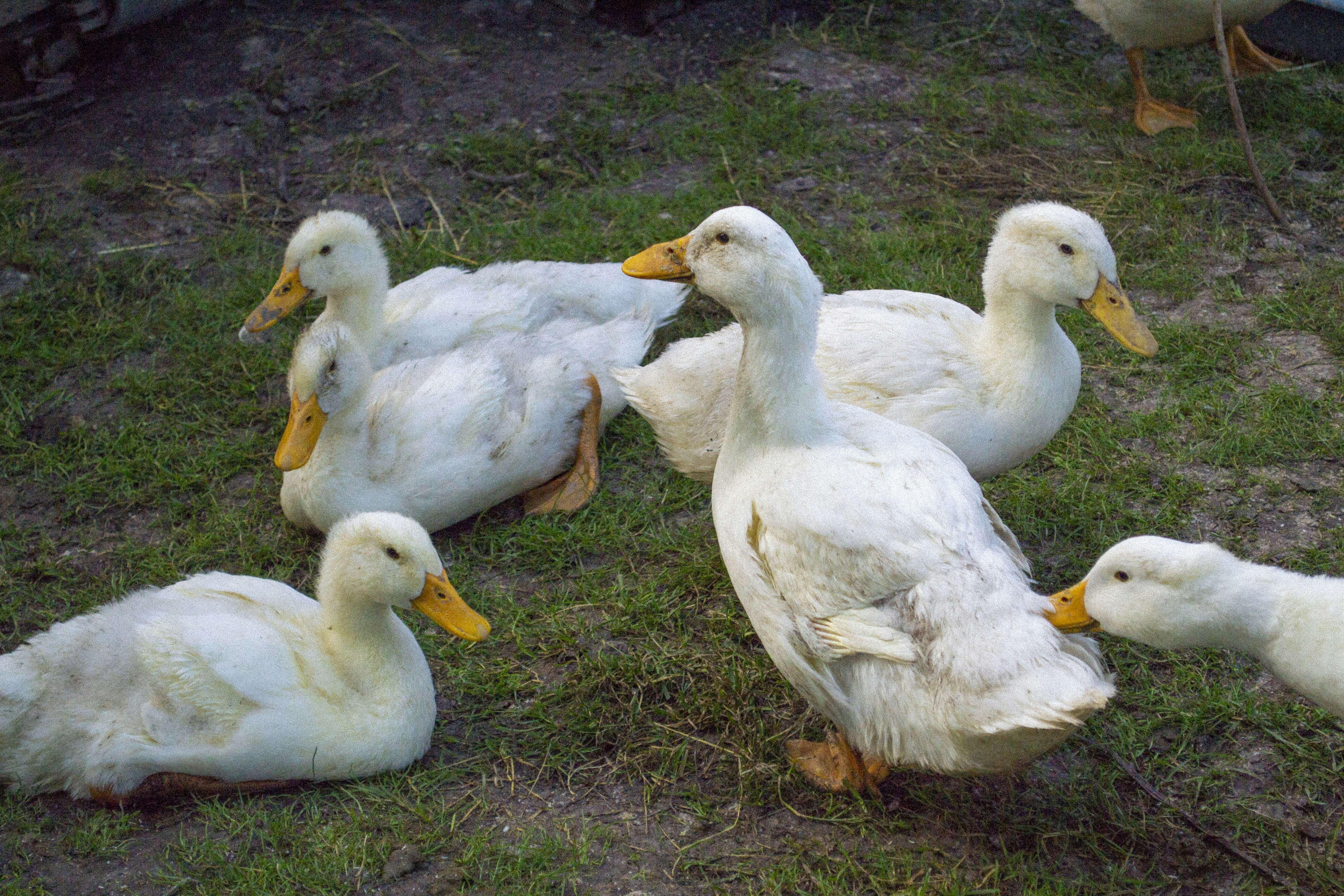 A group of white ducks sitting on top of a grass covered field photo ...