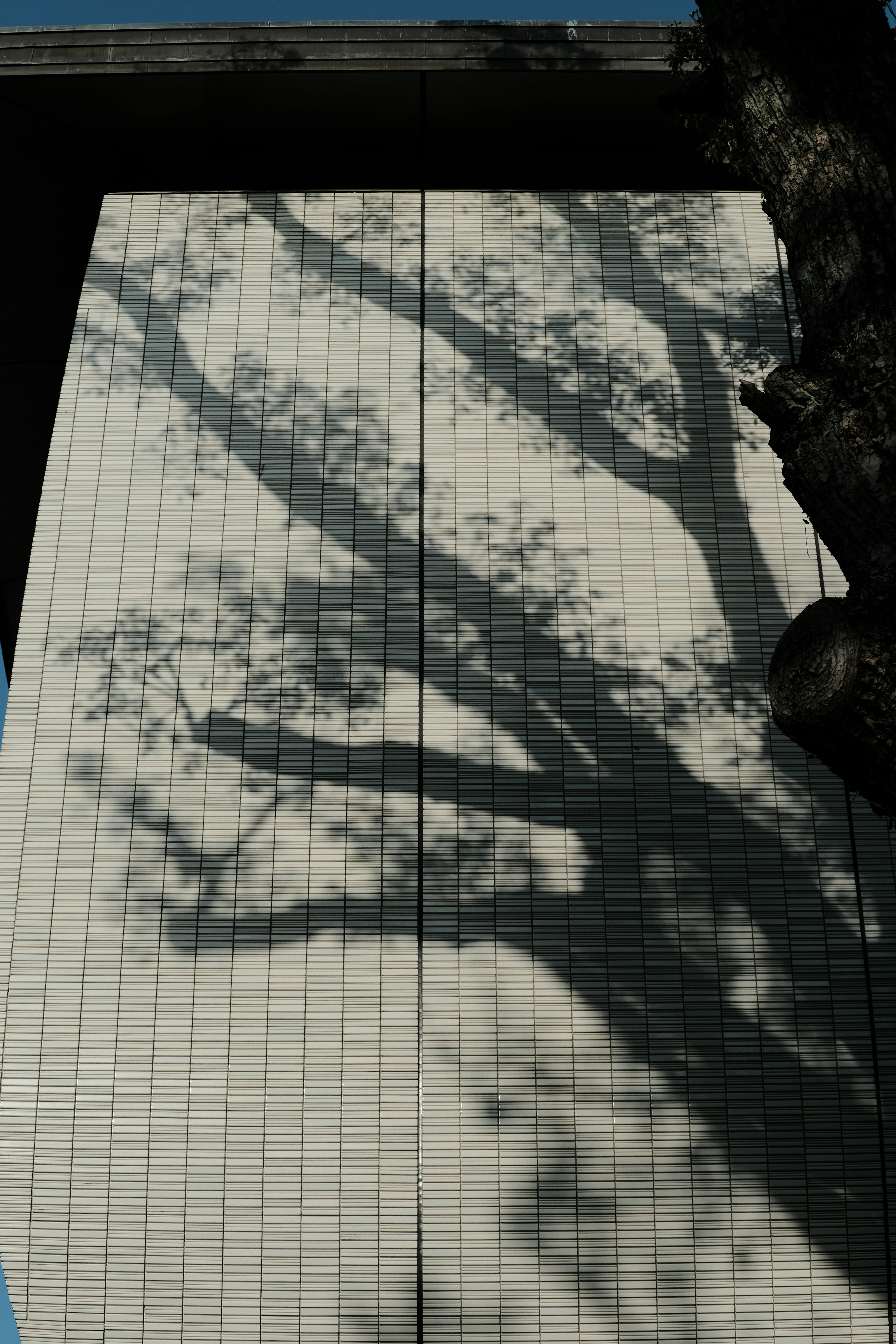 Branch Shadows Draped Across a Tiled Facade