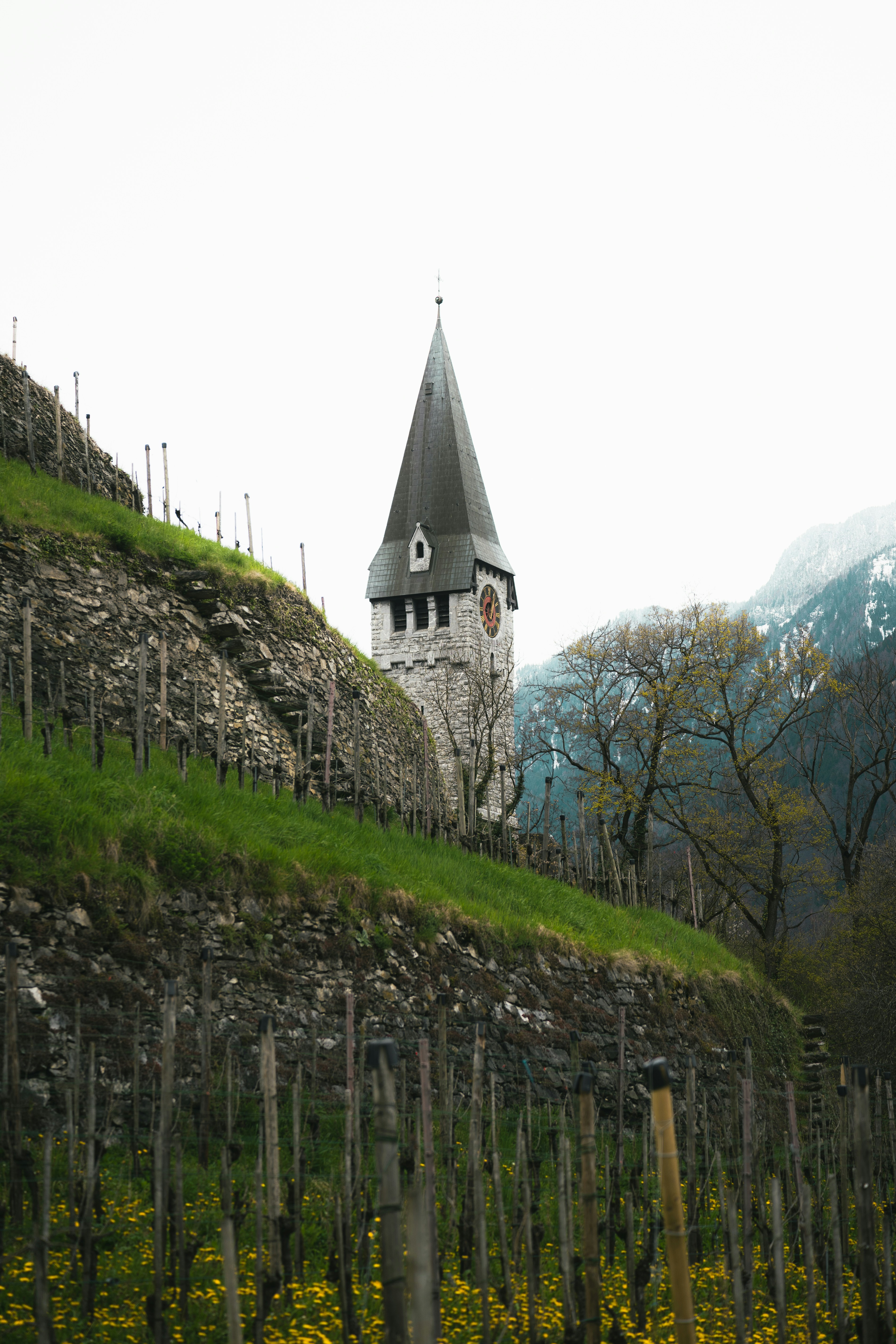 Clock Tower Above Verdant Terraces: A Mountain Vineyard Scene