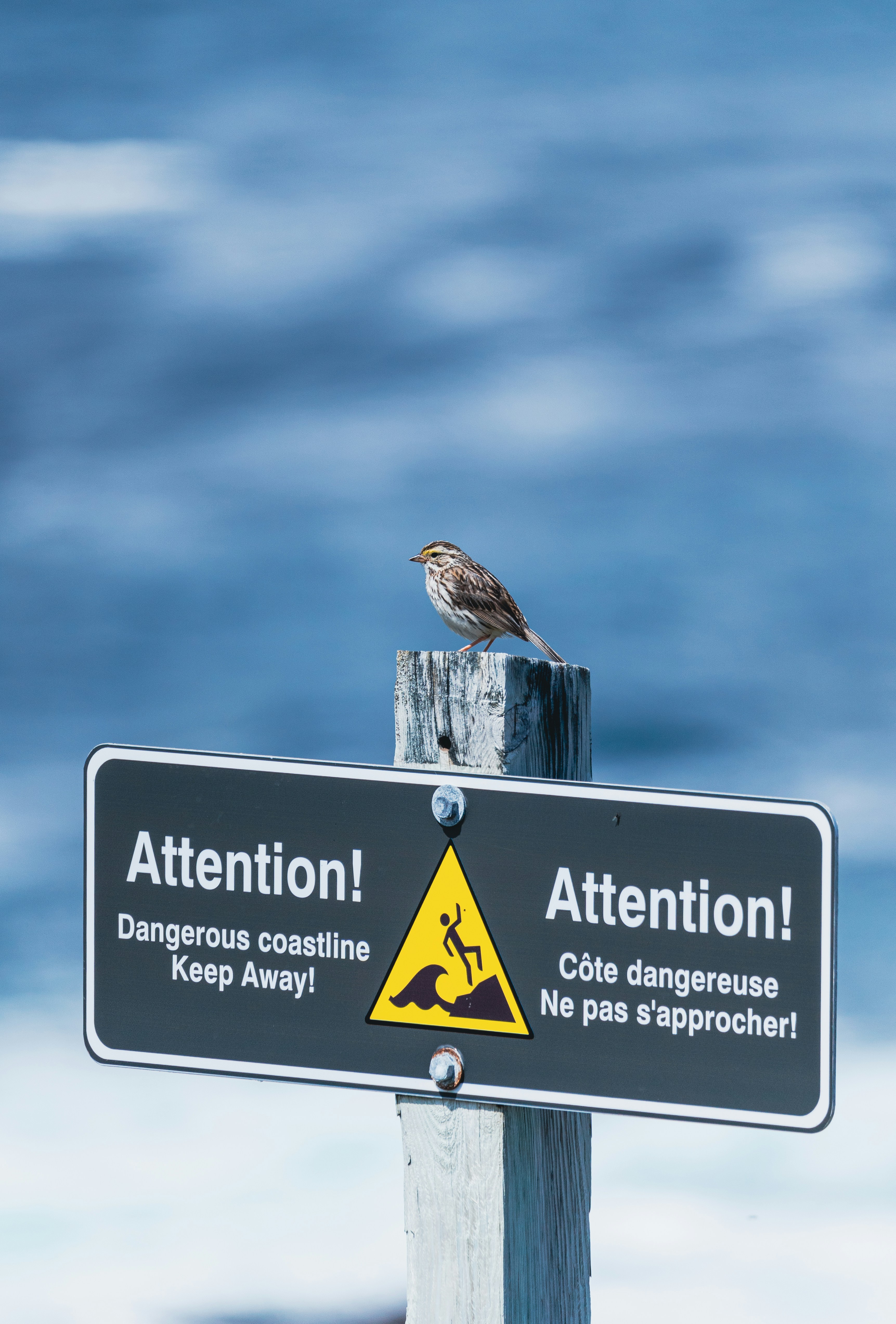 Perch of Prudence: A seabird over a coastal warning sign
