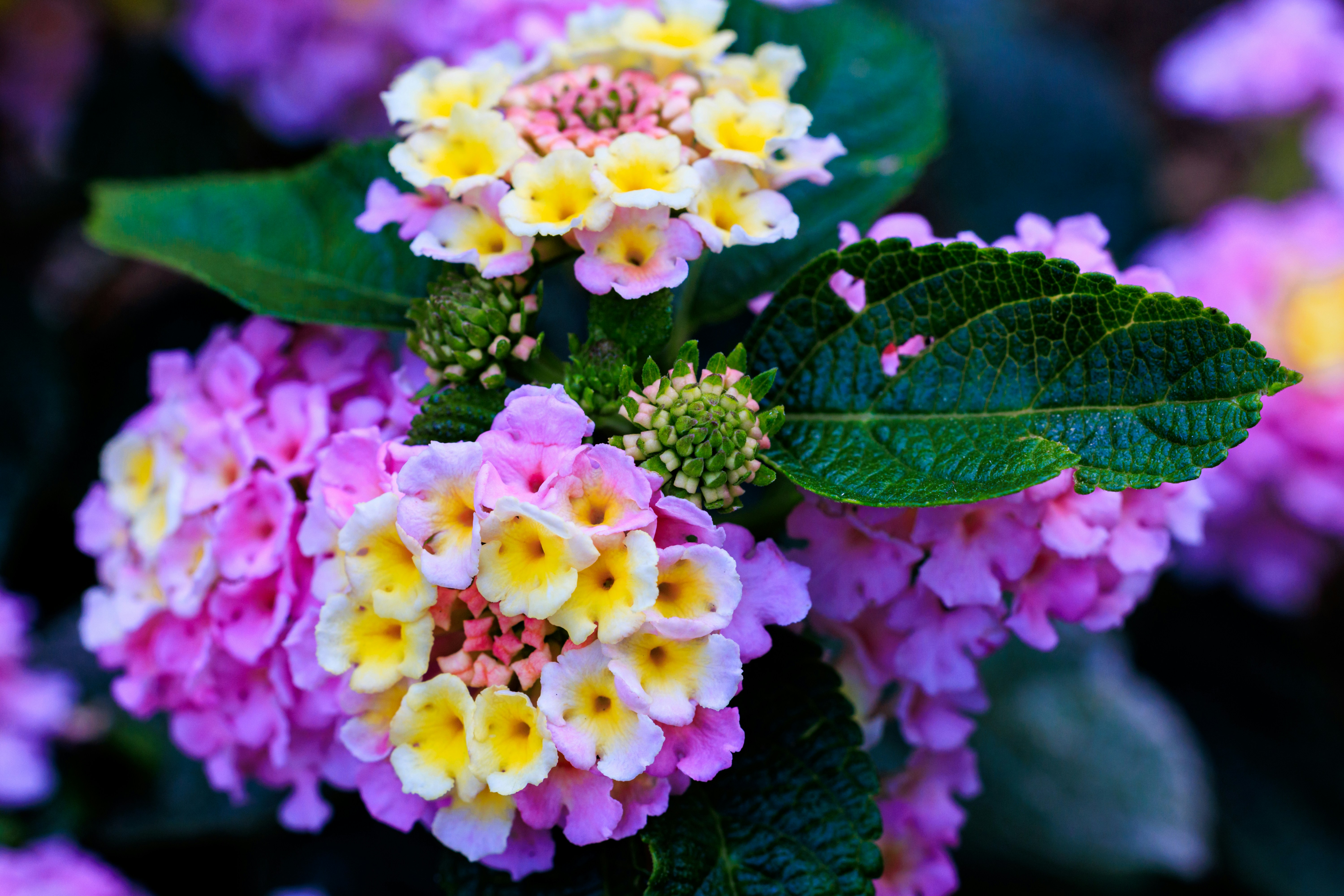 a close up of a bunch of flowers with green leaves