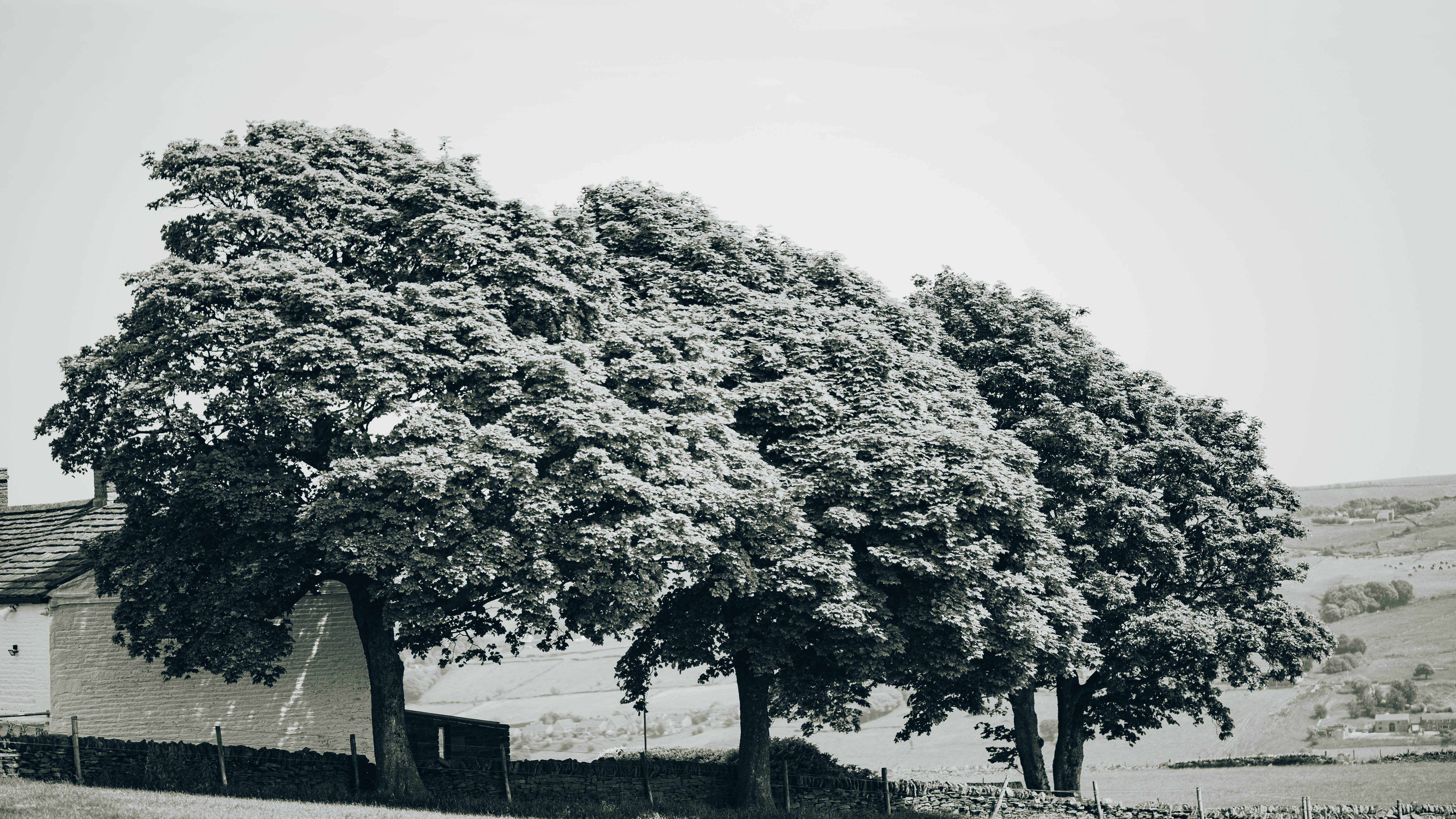 a black and white photo of a tree in front of a house