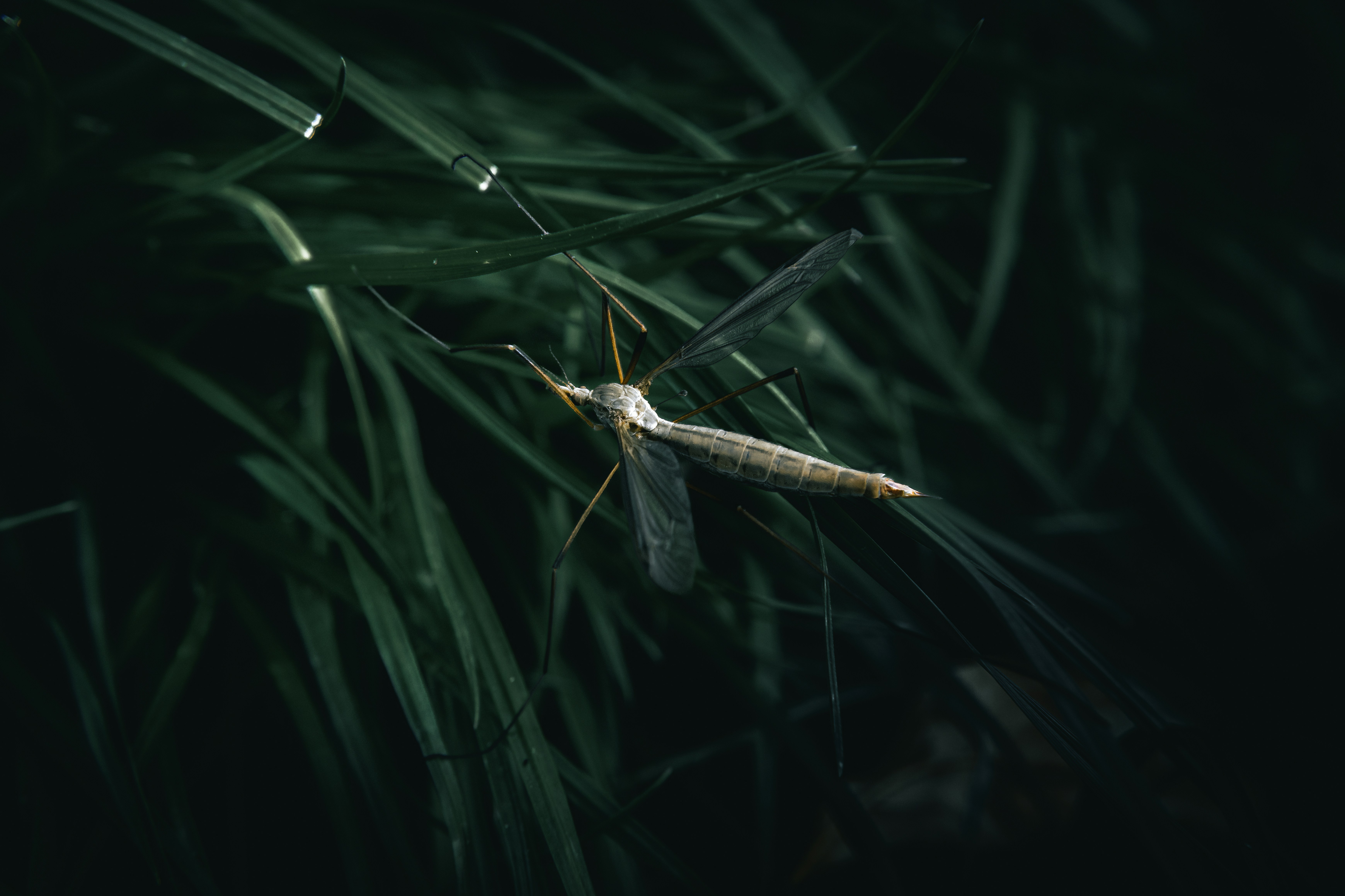 Midnight Mosquito: A Delicate Stalker in Shadowed Grass