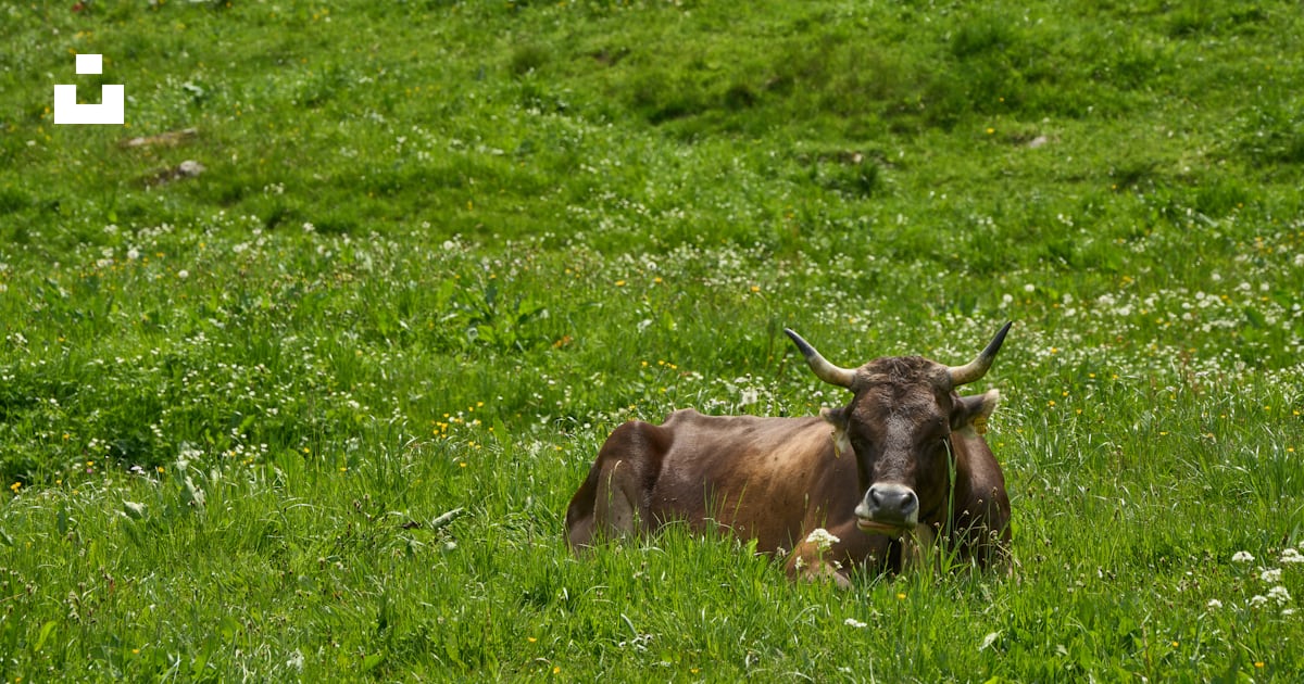 A Cow Laying Down In A Field Of Grass Photo Free Field Image On Unsplash
