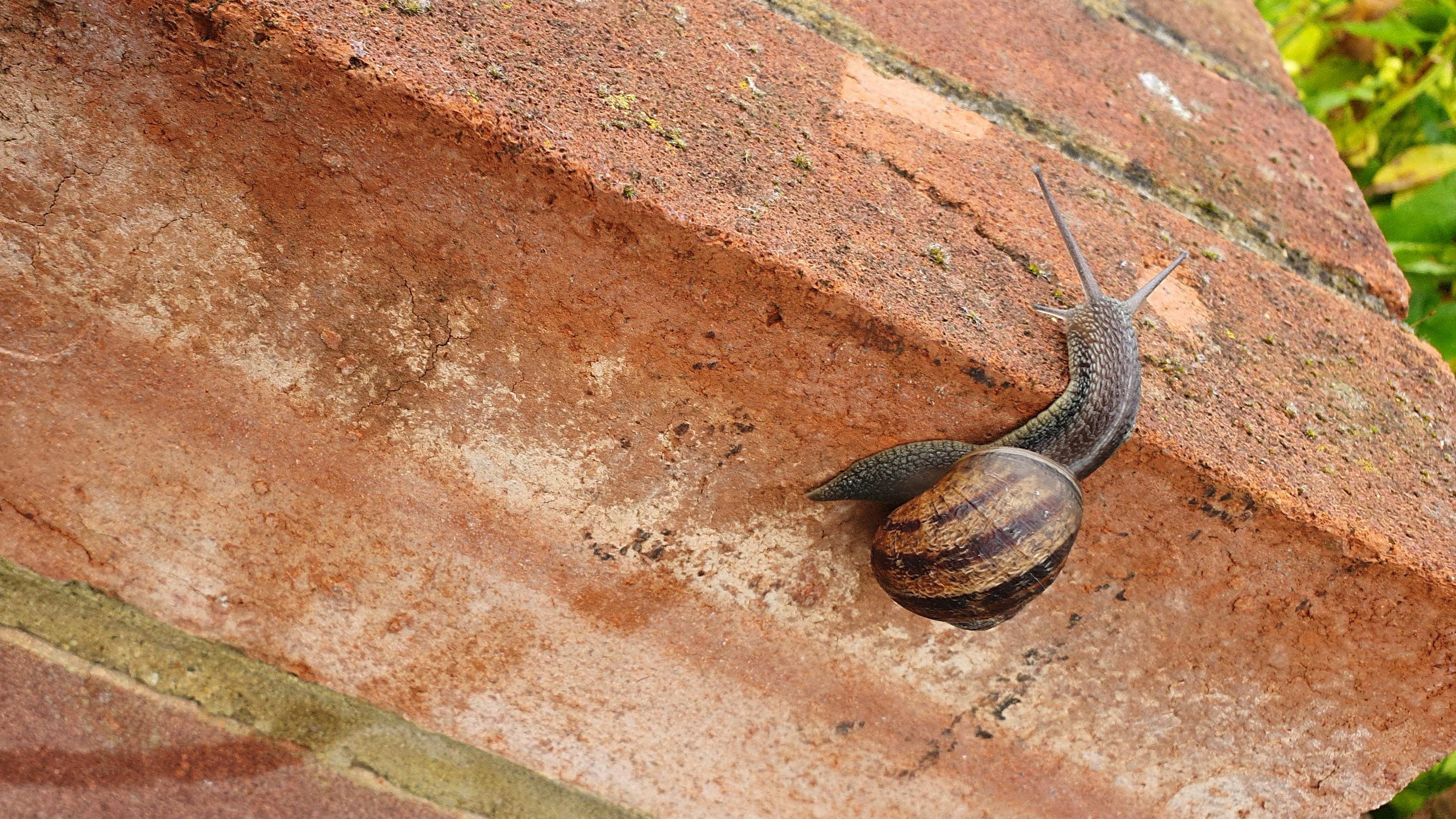 Terracotta Trail: A Snail's Slow Glide Across Weathered Brick
