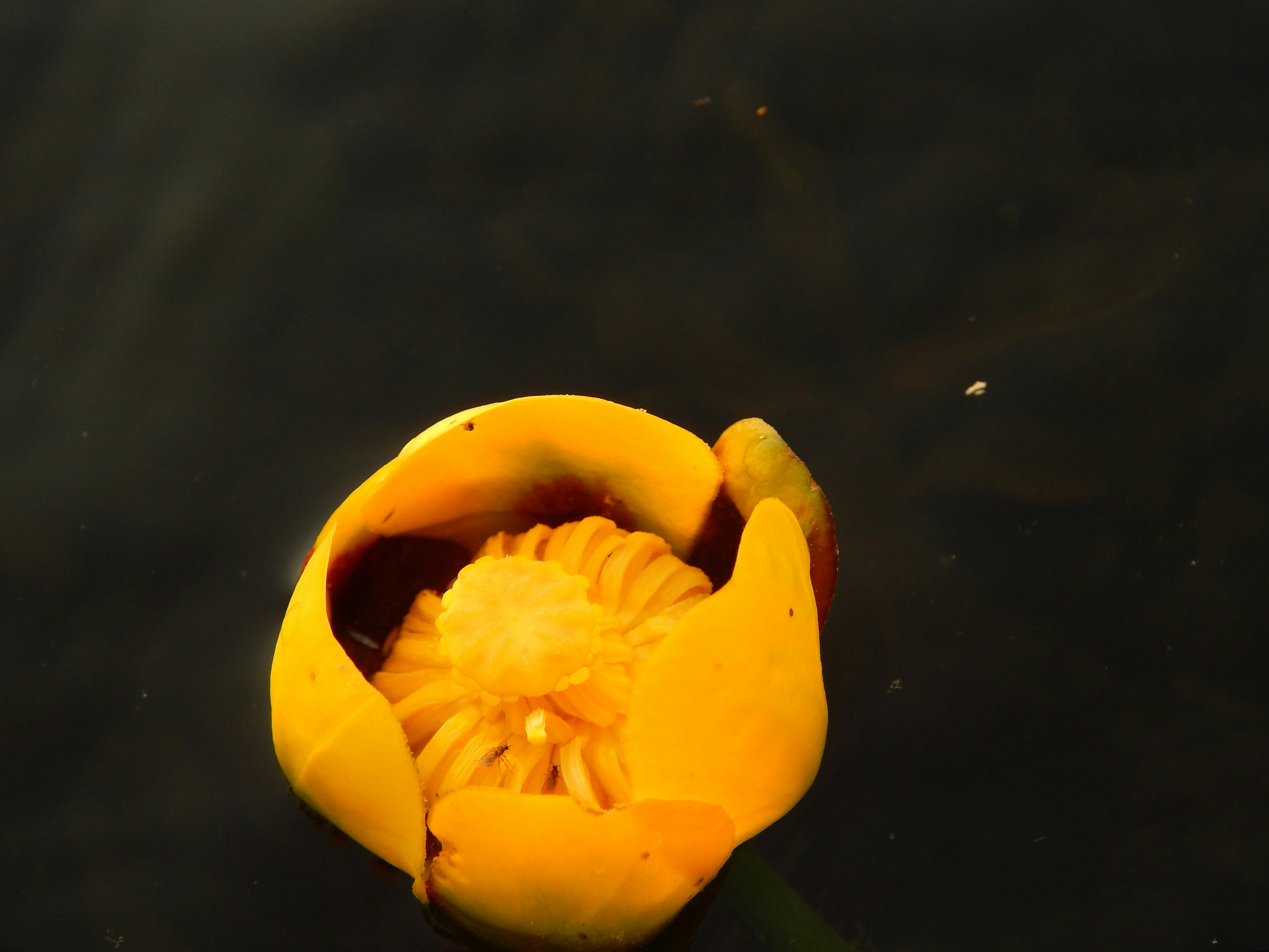 Photo by Josie Weiss with Nikon Coolpix L820