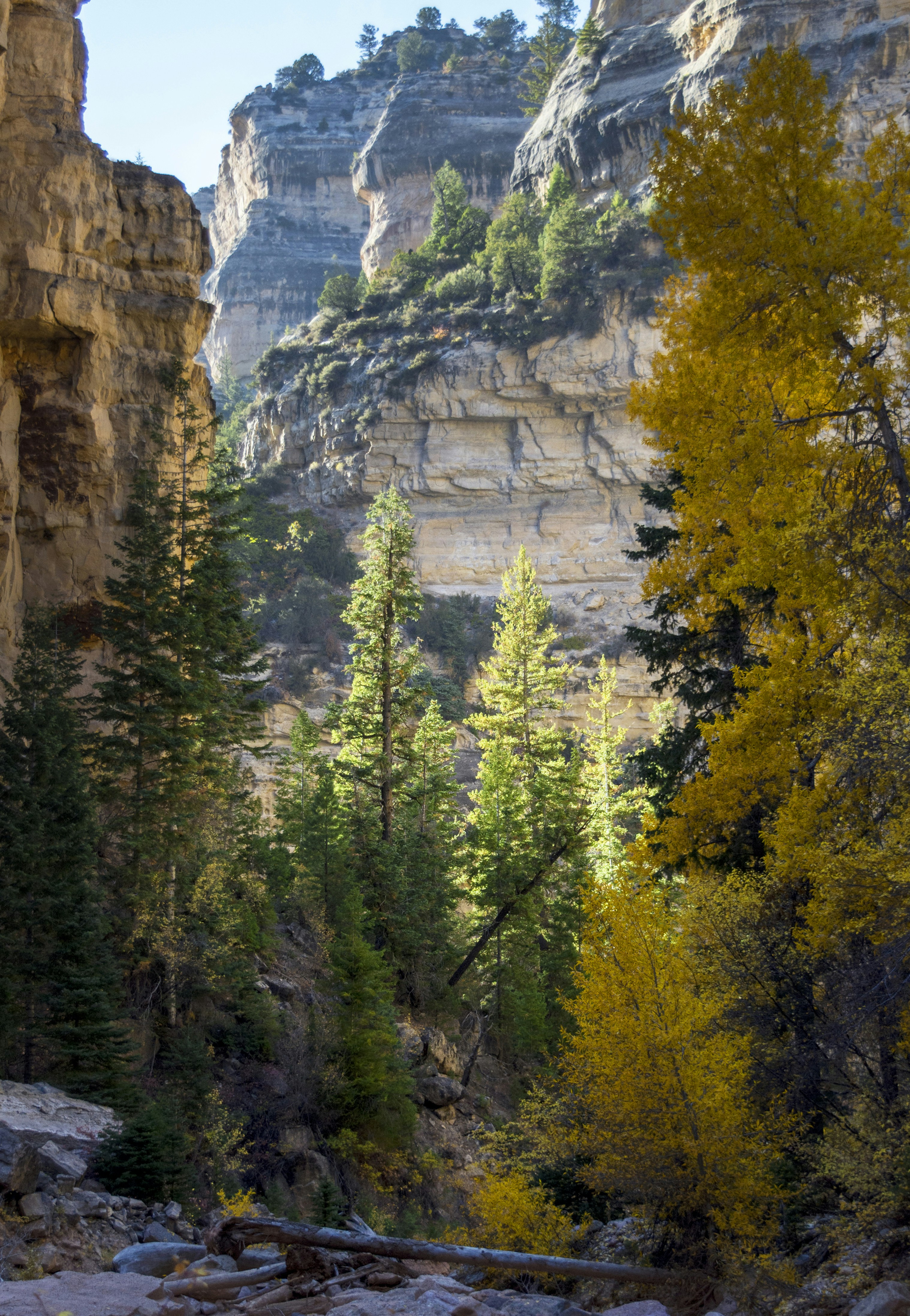 Sunlit Strata: Autumn Pines Framing a Canyon Cathedral