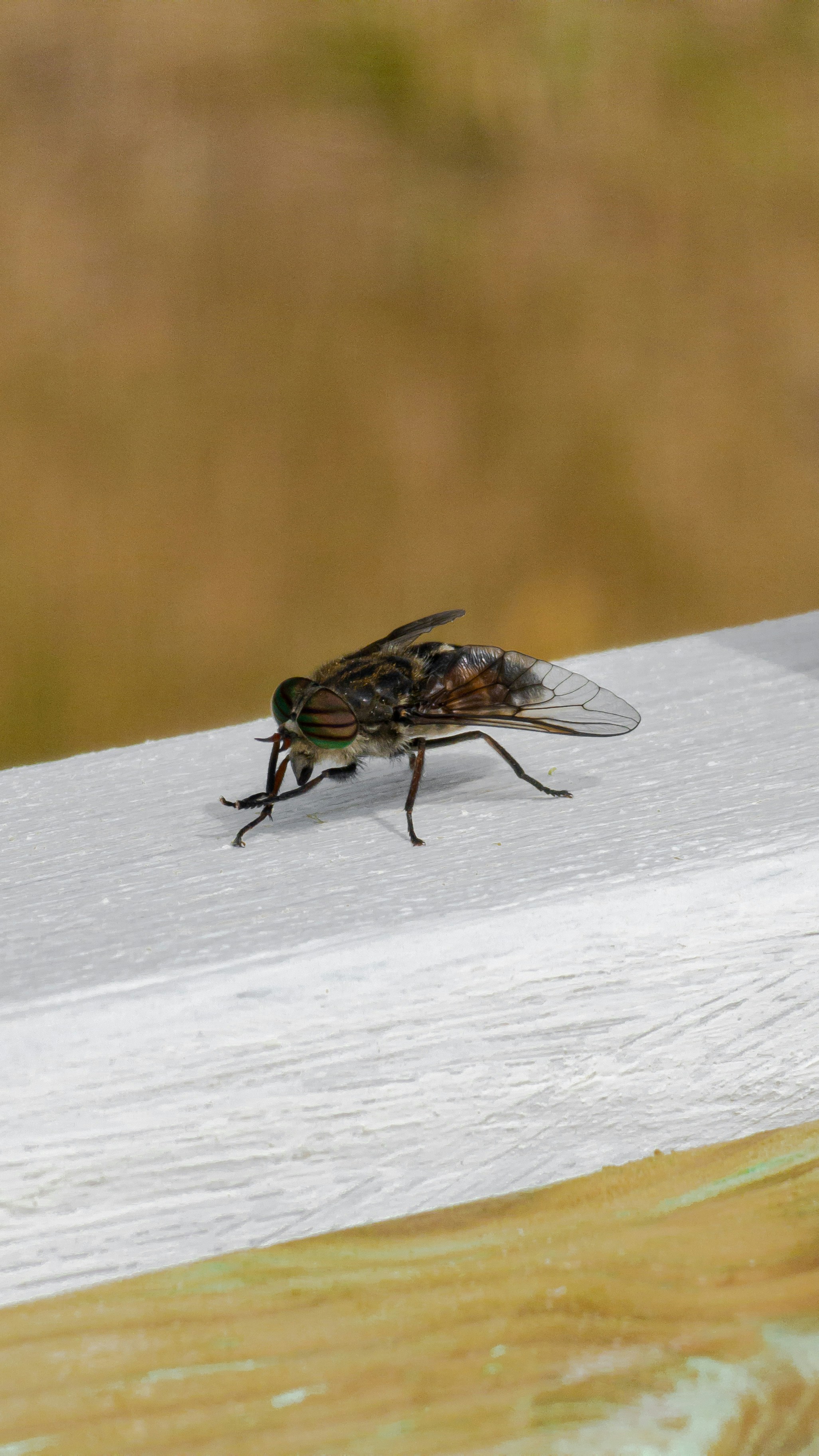 Macro Encounter: A Housefly on Weathered White Rail