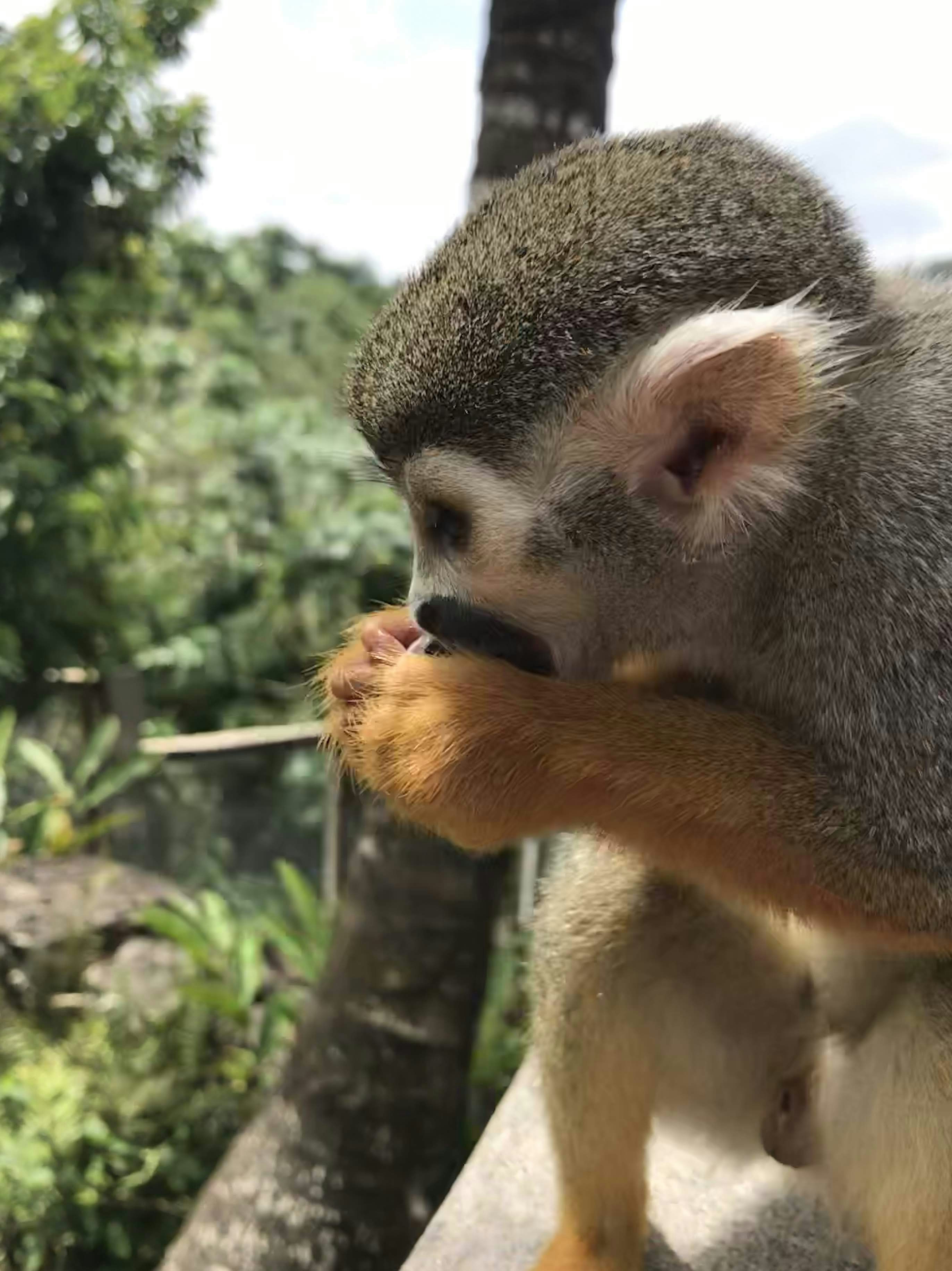 Squirrel monkey eating fruit in the summer at a farm in the Dominican Republic