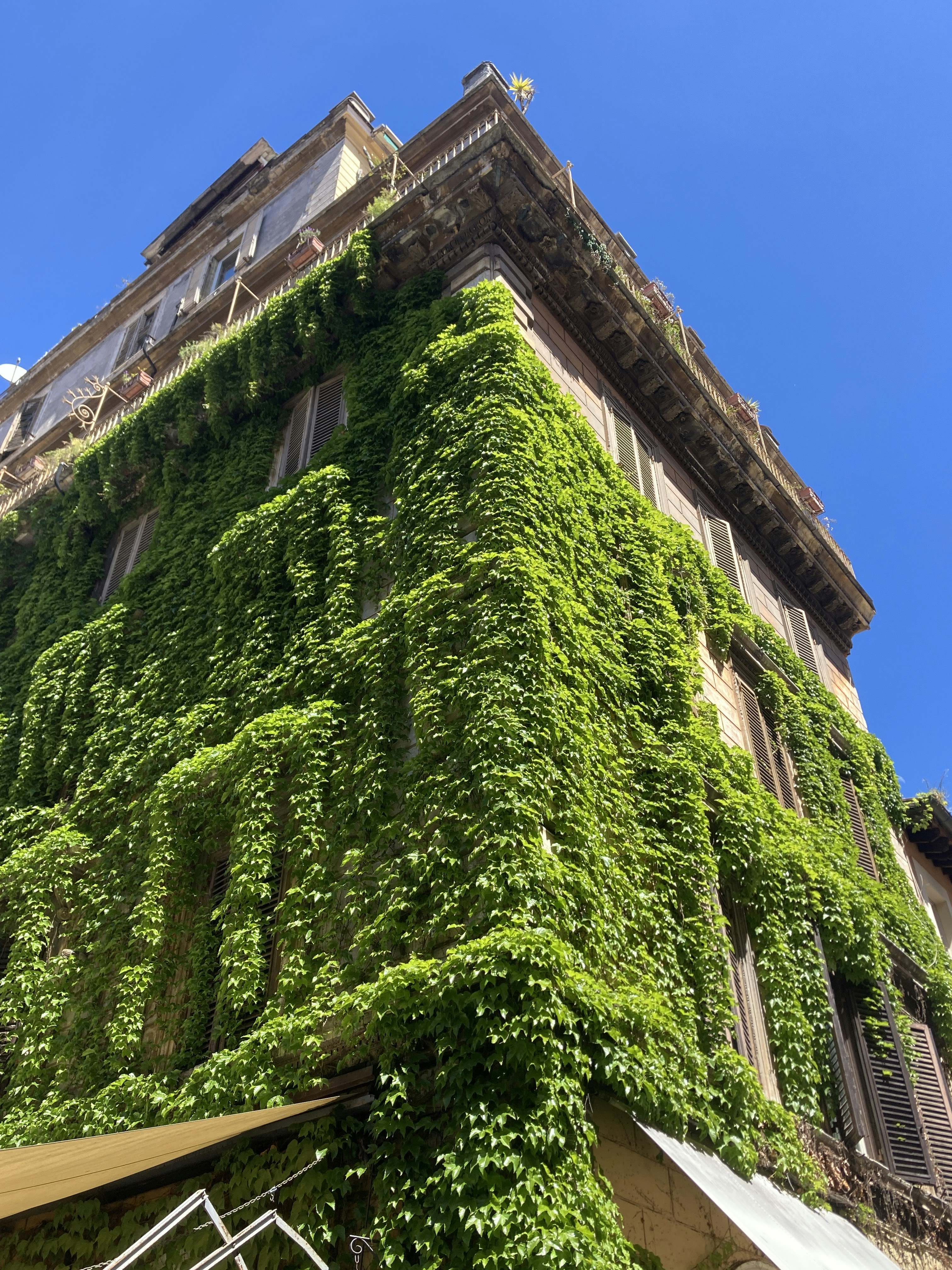 Vertical Ivy Against a City Facade: A Green Wall Climbing a Historic Building