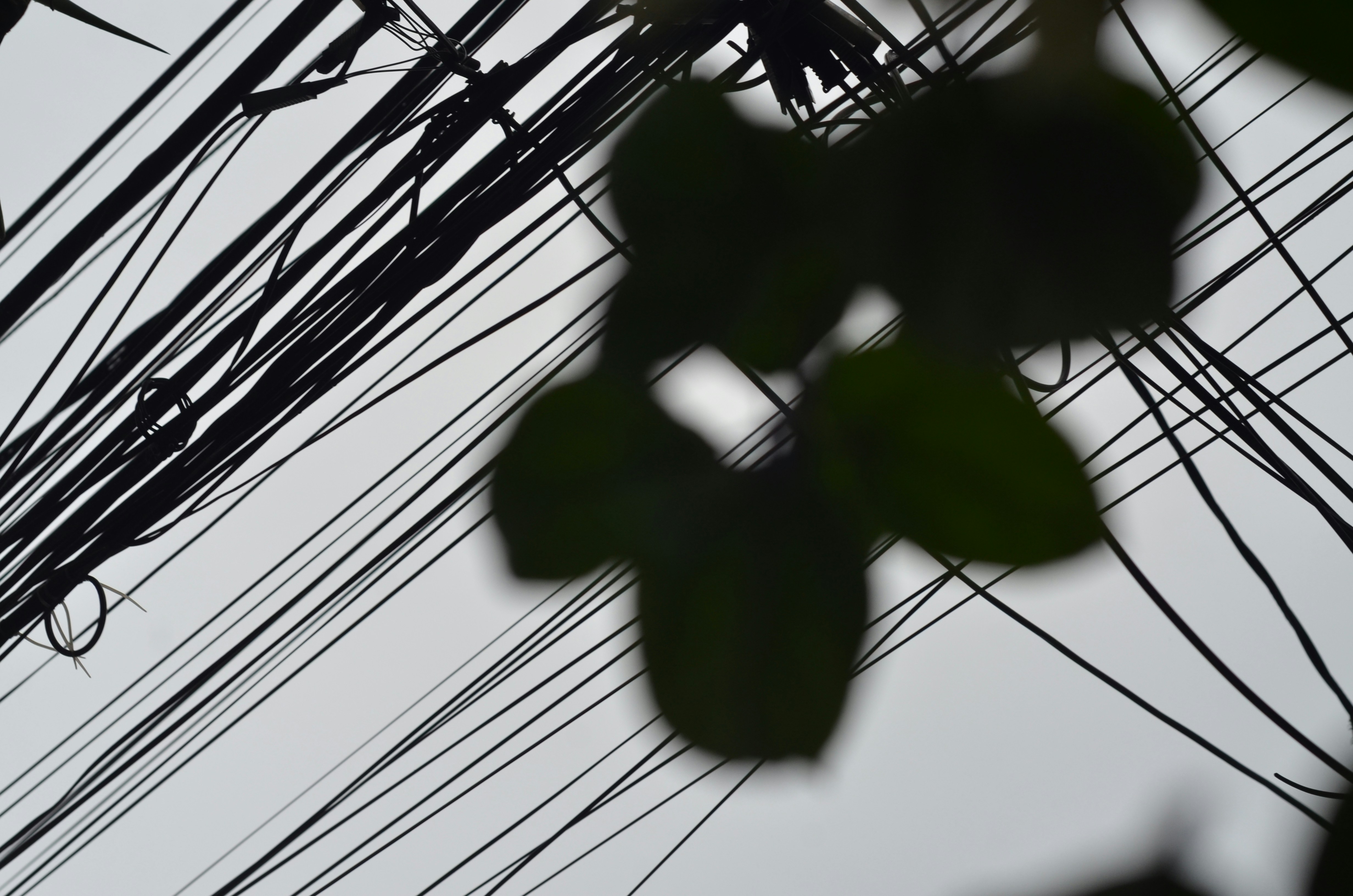 Crossed Currents: Wires Across a Gray Sky with a Blurred Leaf