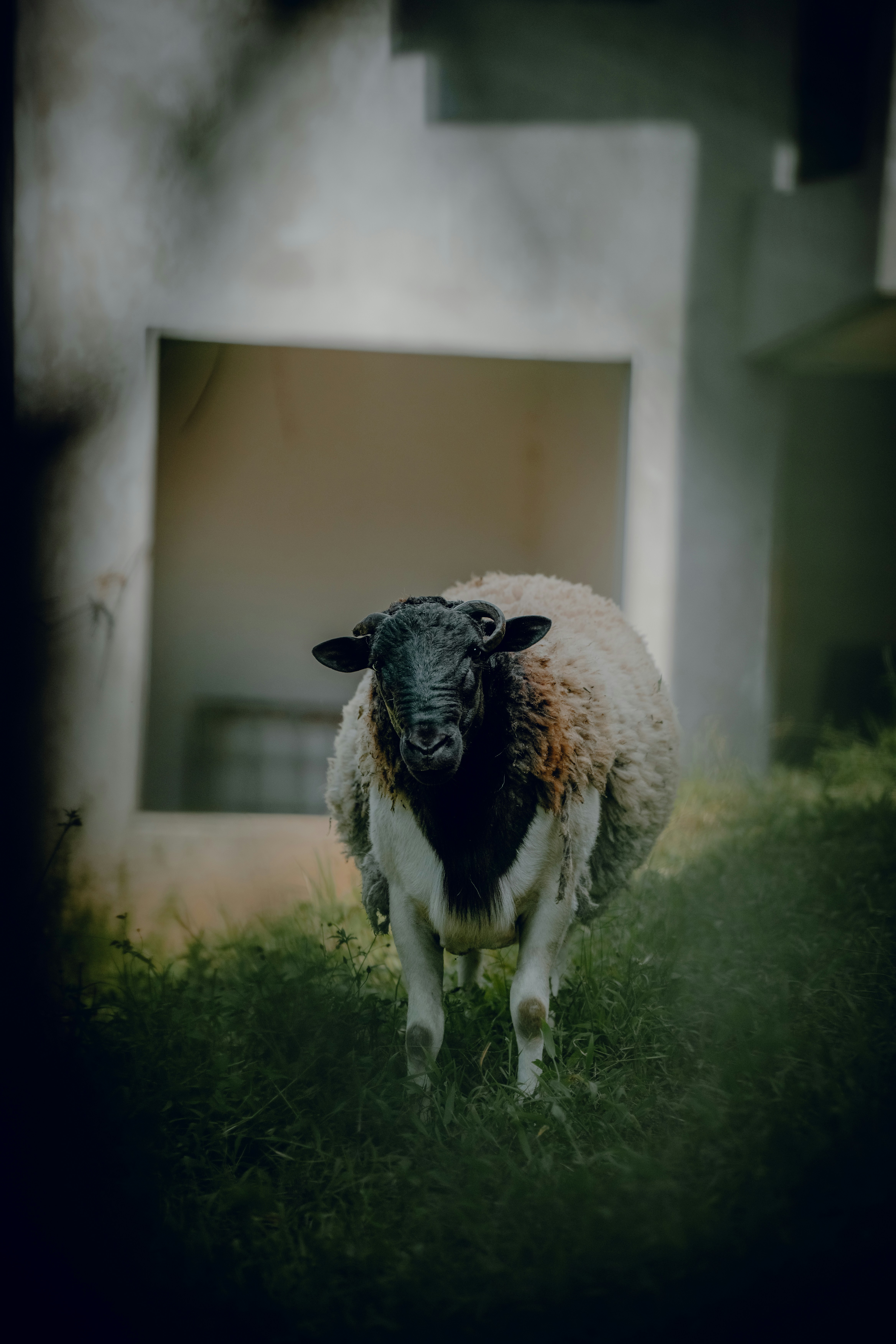Concrete Threshold: A Woolly Sentinel Before Modern Geometry