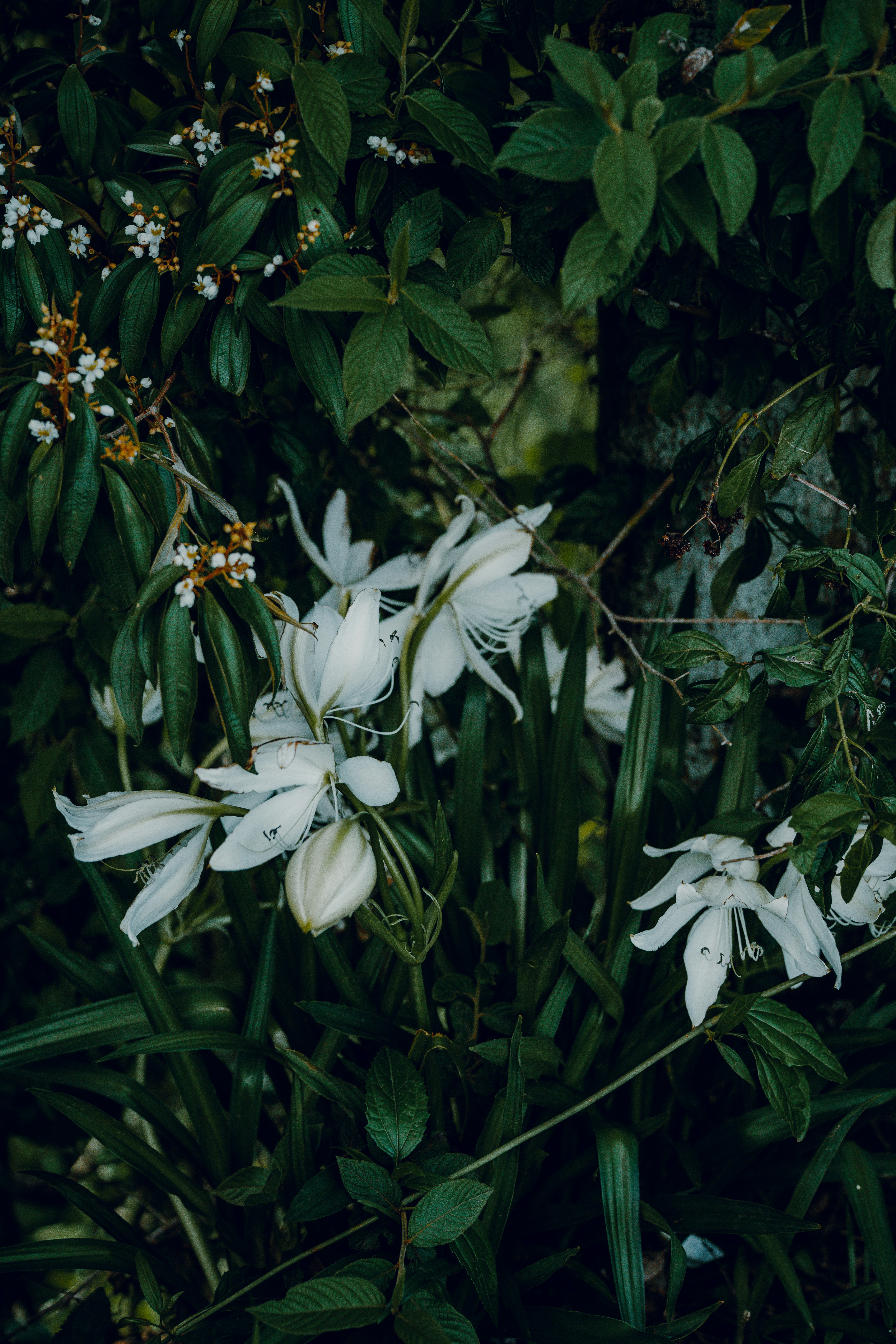 Whispers of White: A Lily Cluster Beneath a Leafy Canopy