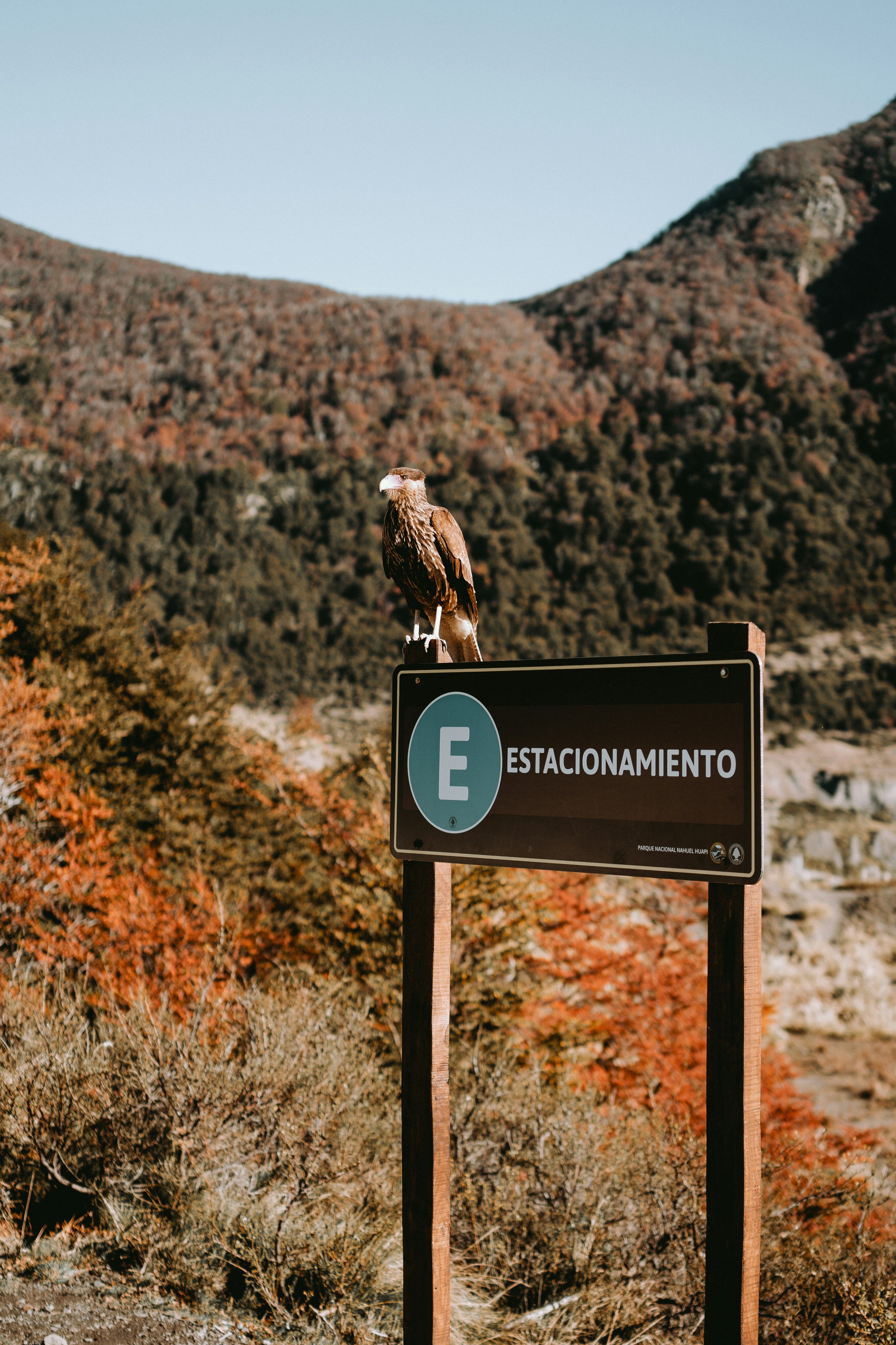 Raptor on a Parking Sign Amid Autumn Mountain Landscape