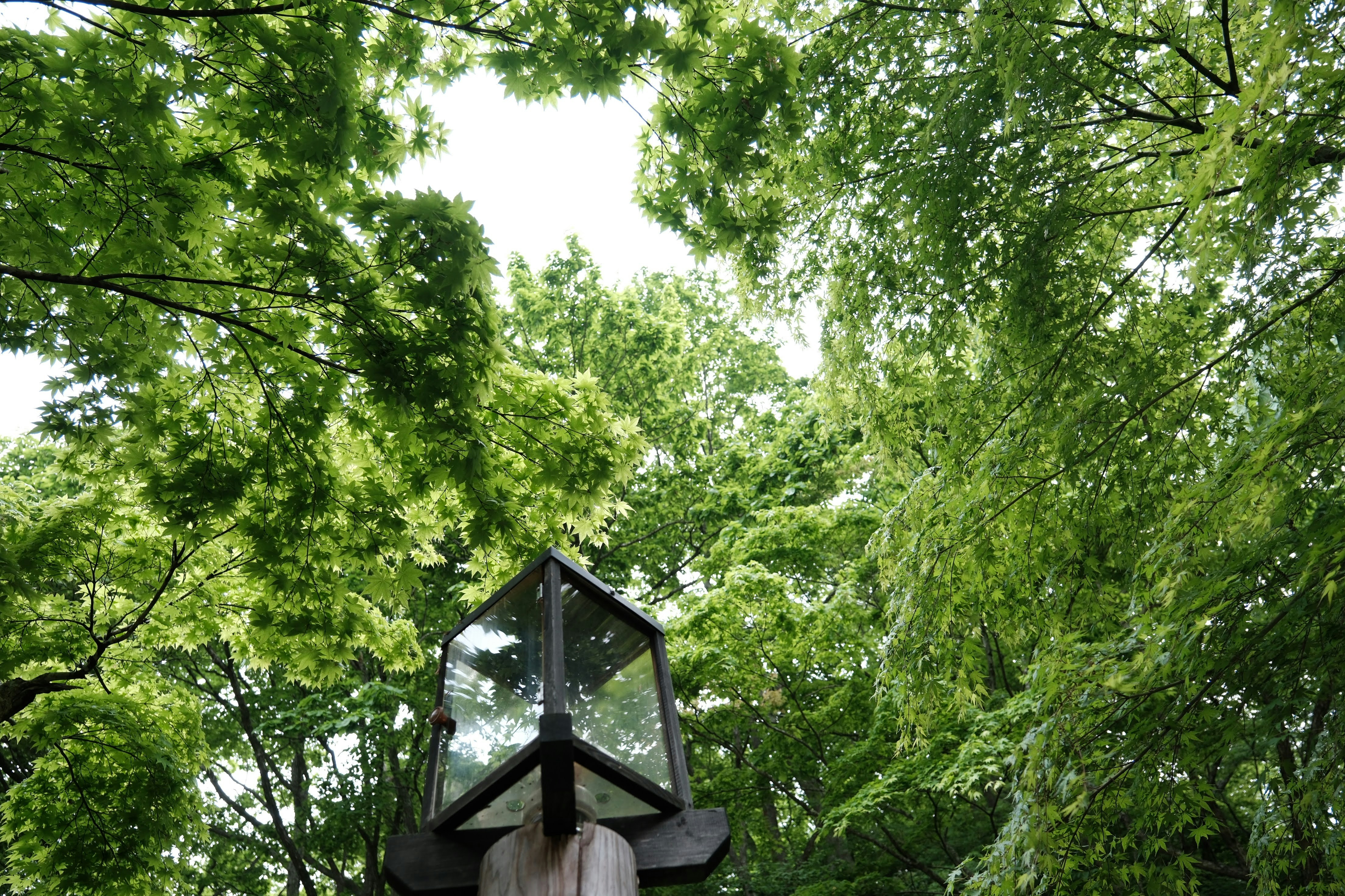 Lantern in a Verdant Cathedral
