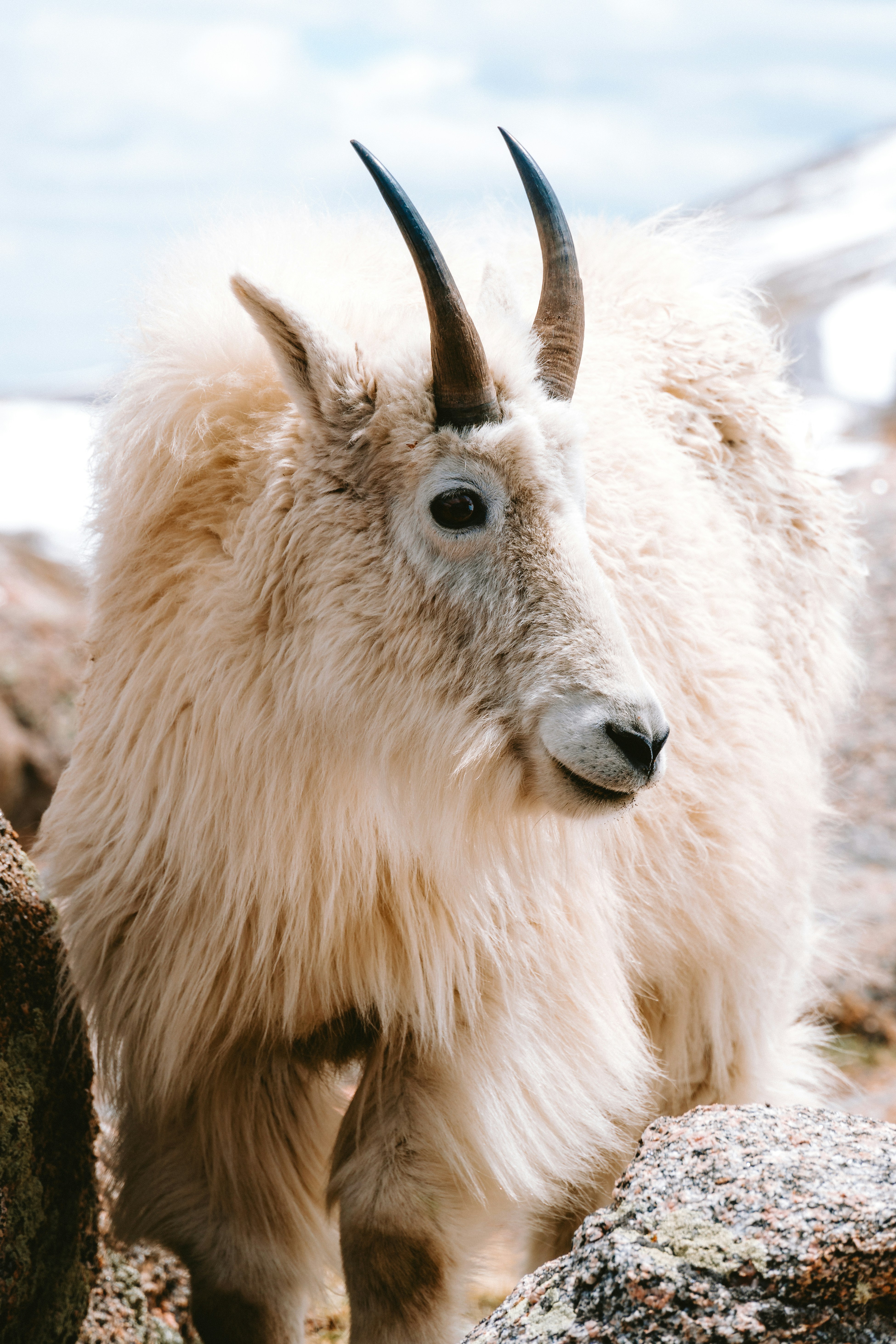 A mountain goat standing on top of a rocky hillside photo – Free ...