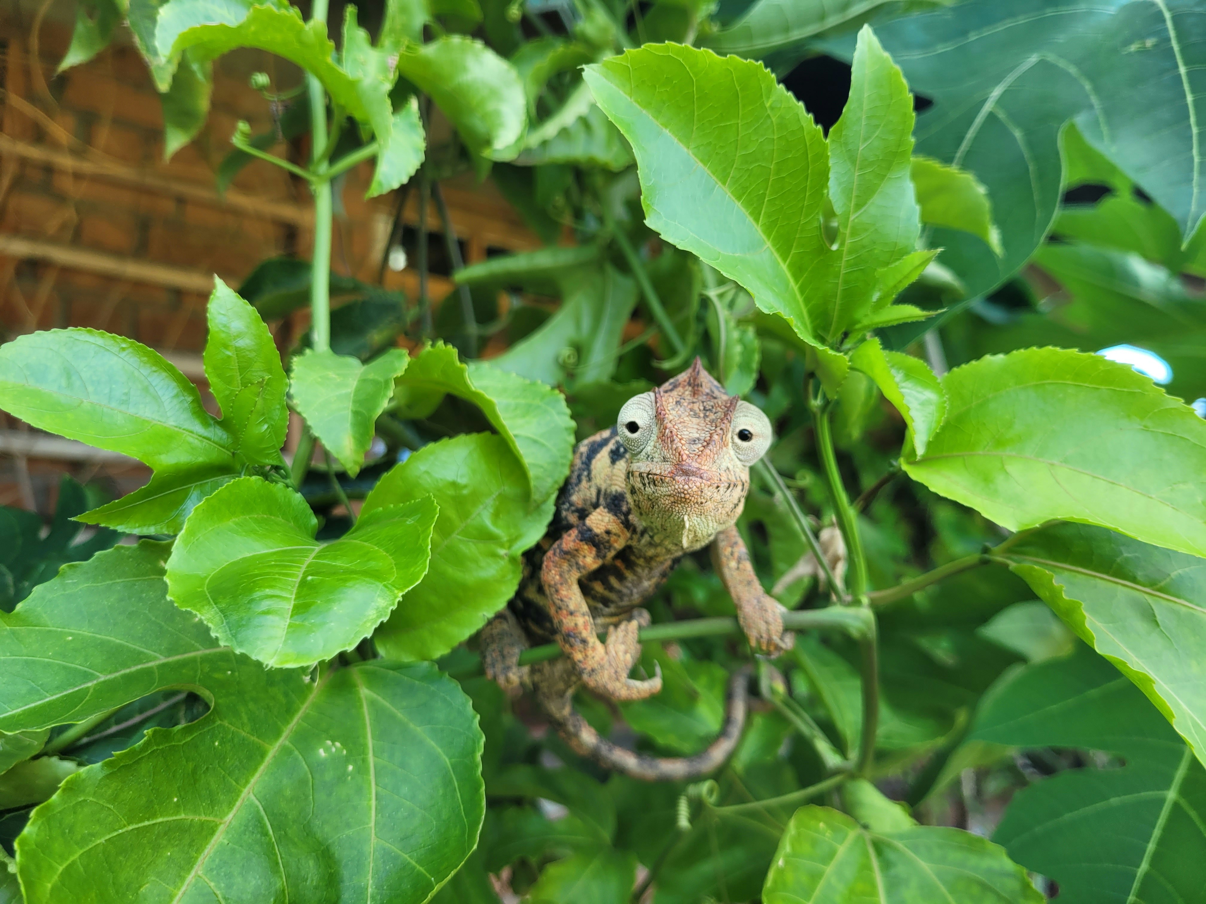 Chameleon perched on vibrant green leaves, surrounded by dense foliage.