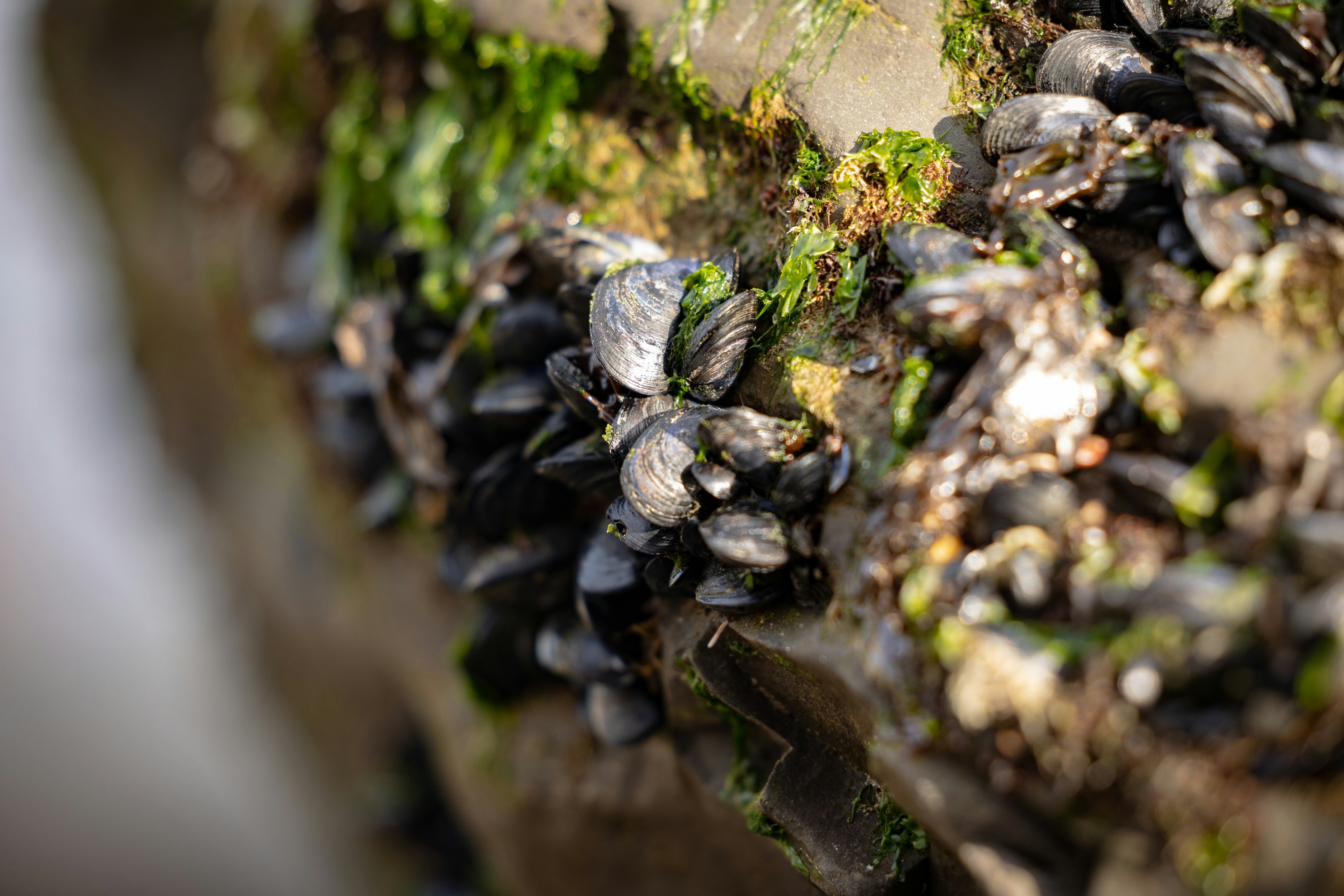 A close up of a bunch of mussels on a rock photo – Free Refugio state ...