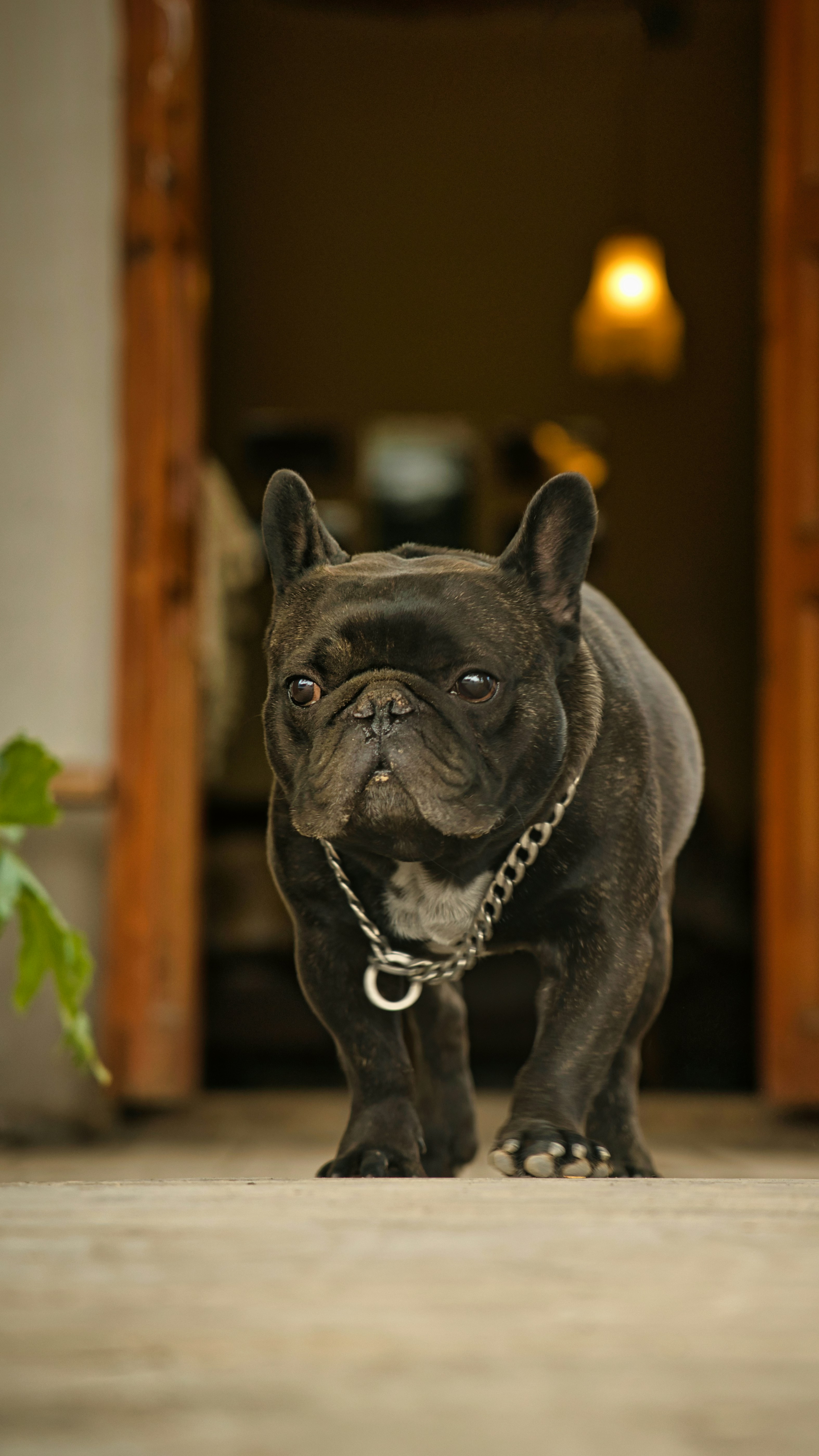Threshold Guardian: A Black French Bulldog at the Doorway