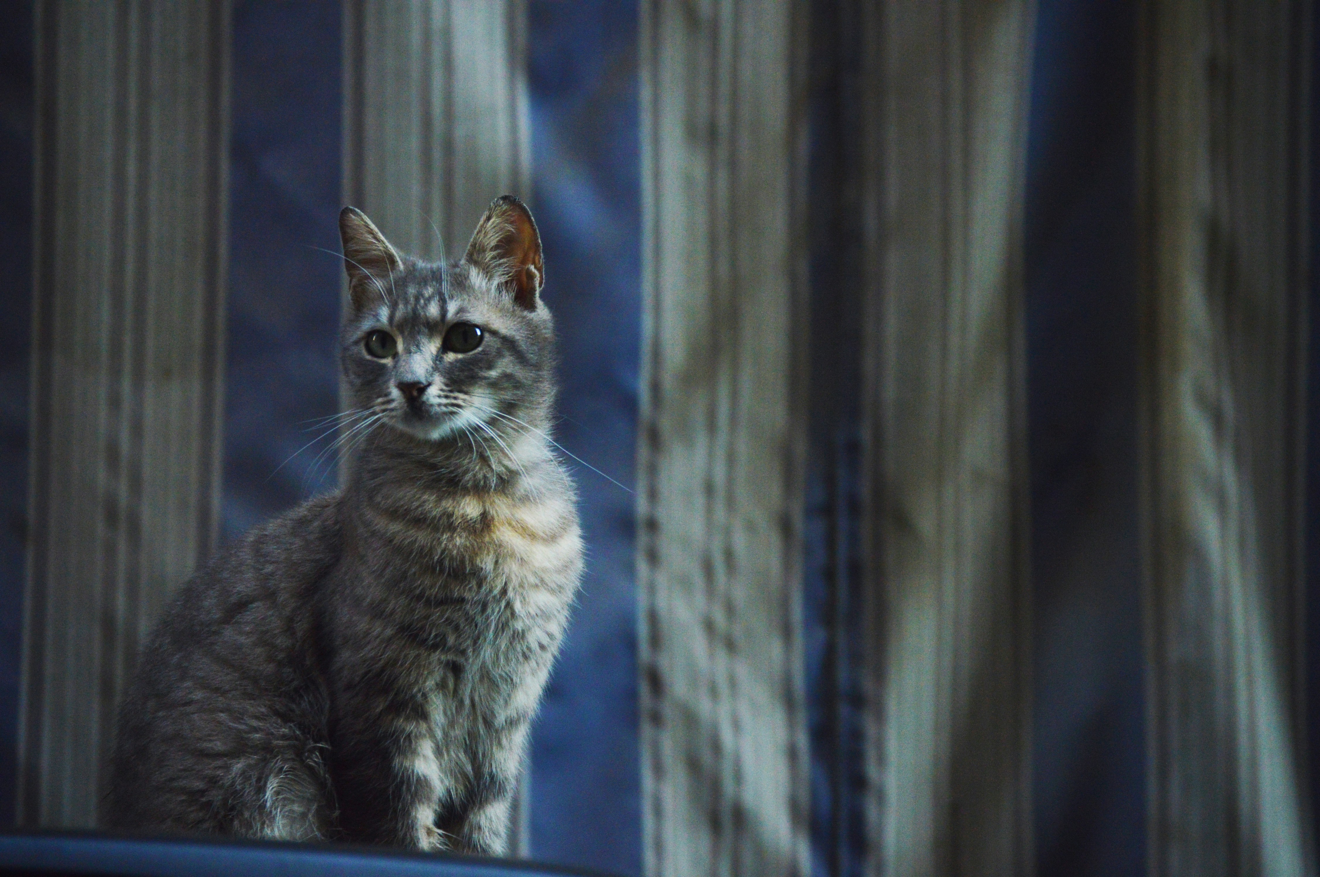 Whiskers in the Blue: A Cat Pauses Behind Weathered Slats