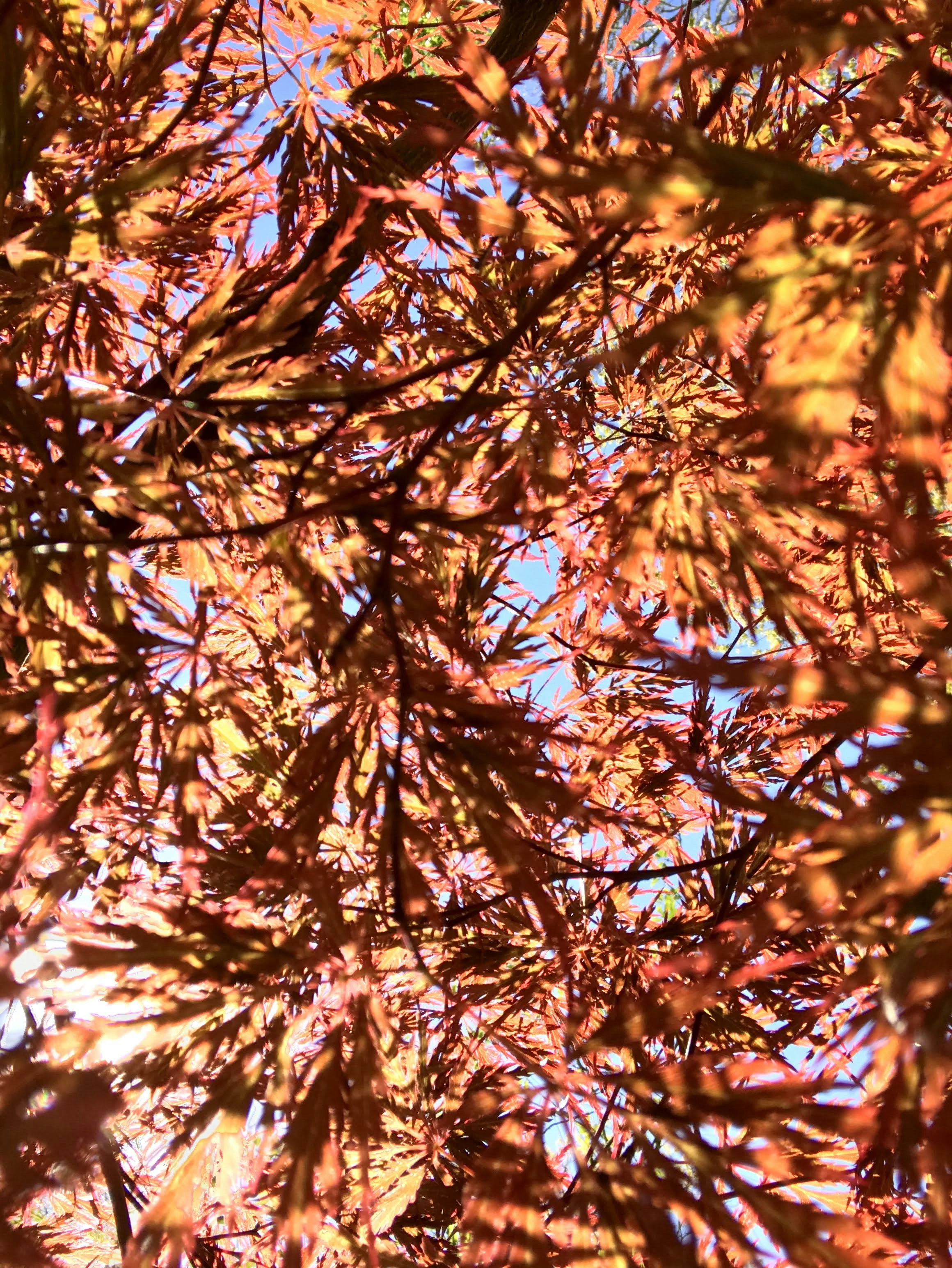 Maggie Hendrix (@lazyfancygirl) | Communauté photos Unsplash