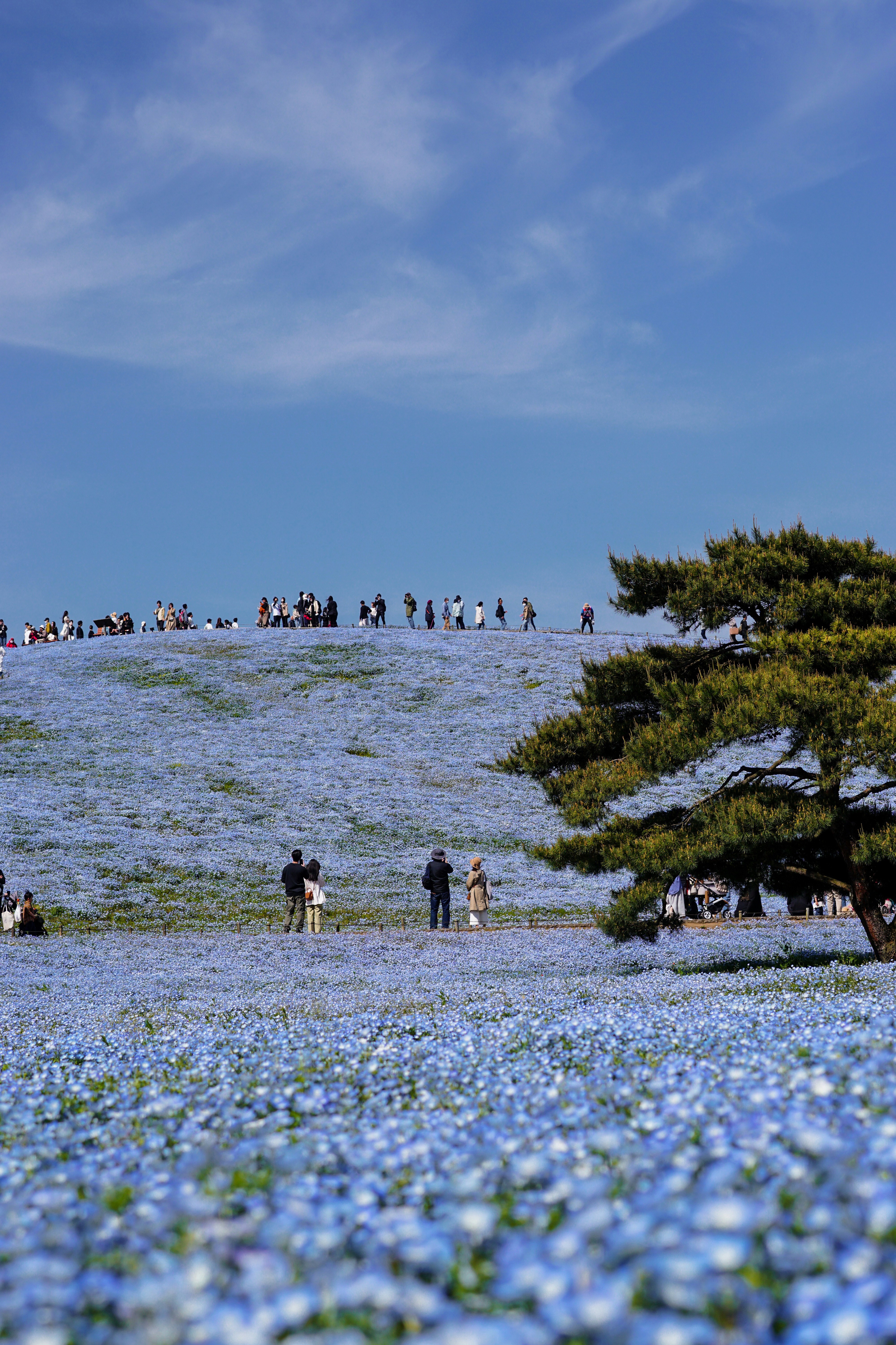 Blue Blossoms and Sky Harmony