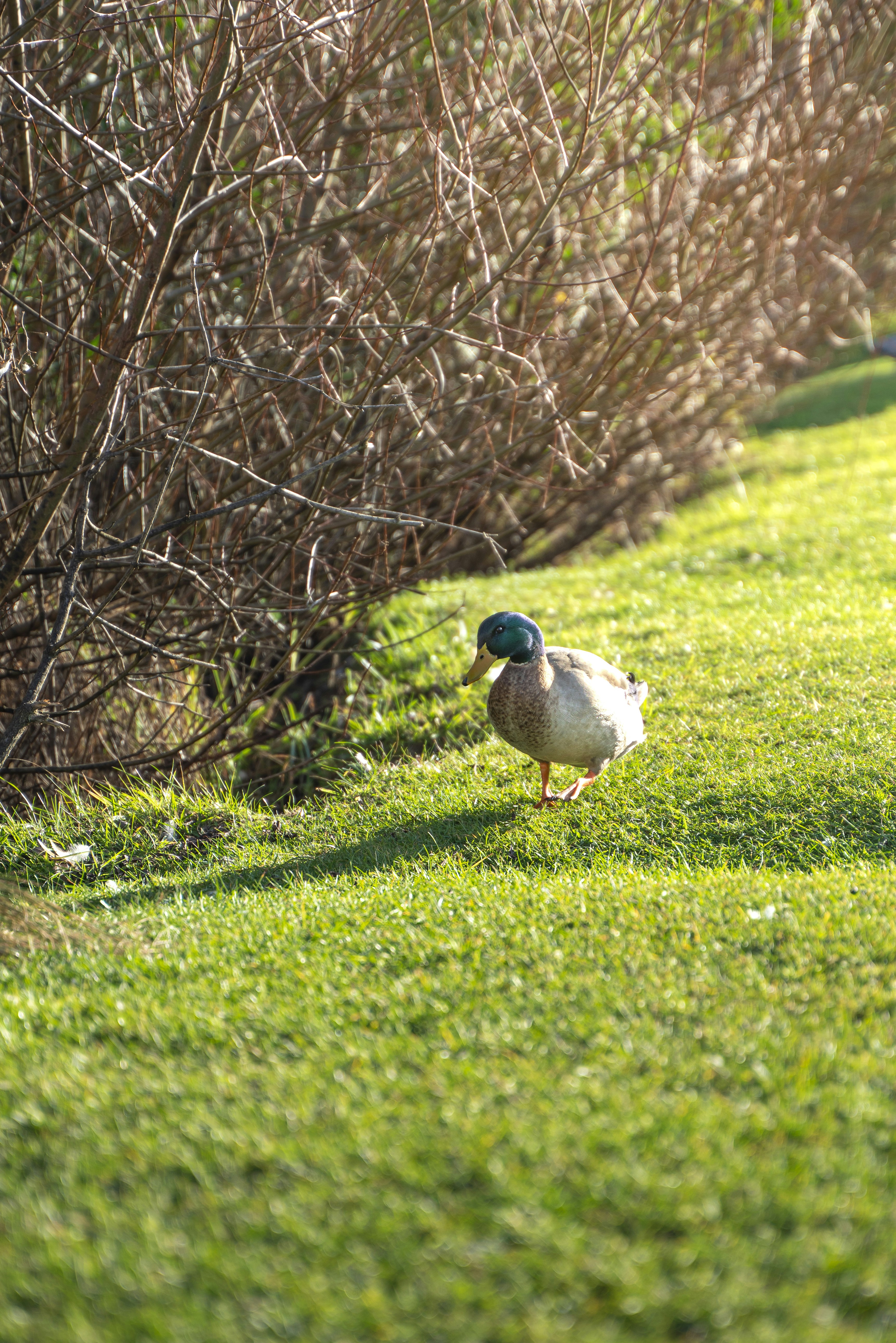 Green-headed Duck on Sunlit Grass by Winter Briers