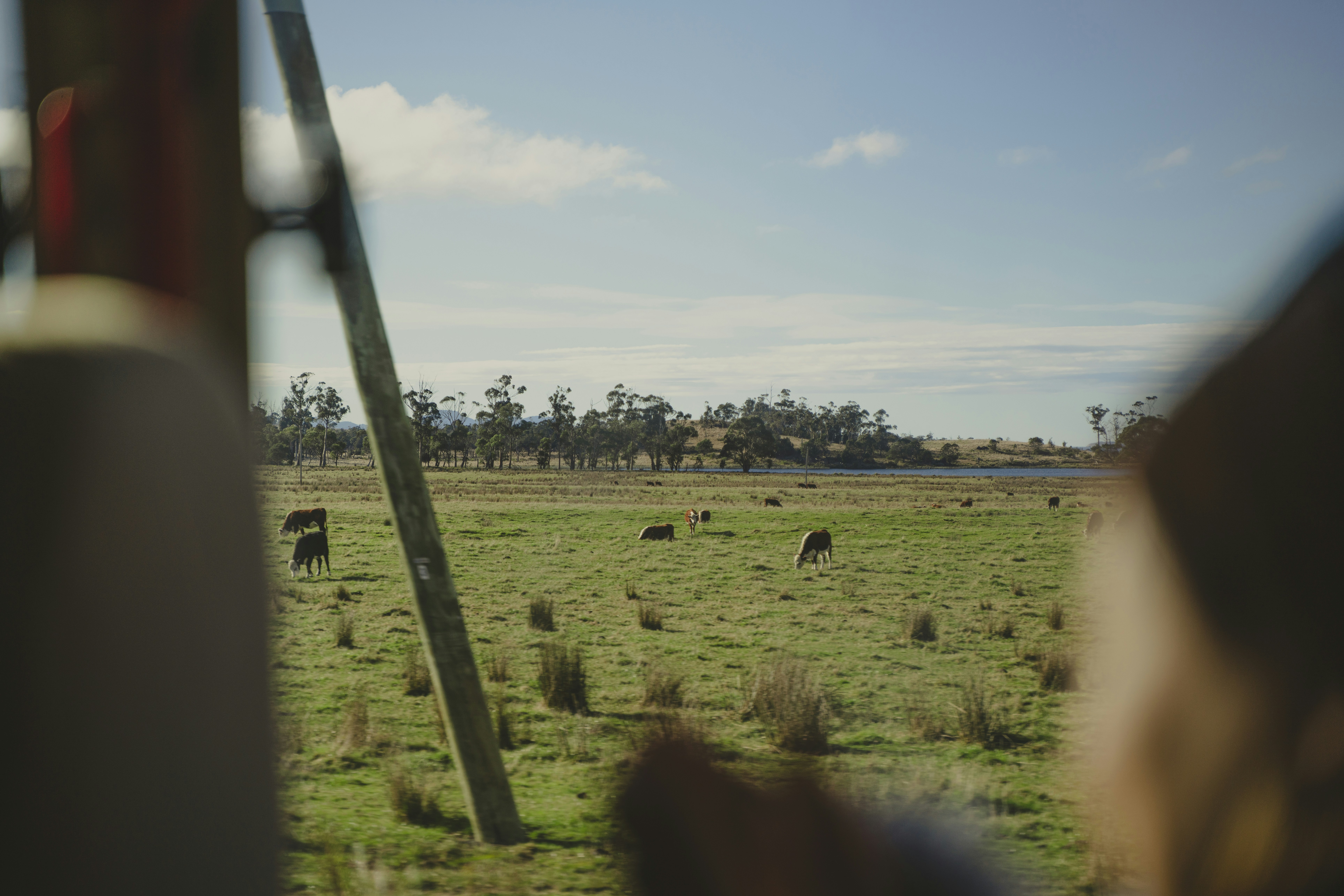 Through the Farm Window: Cattle Grazing Under a Clear Sky