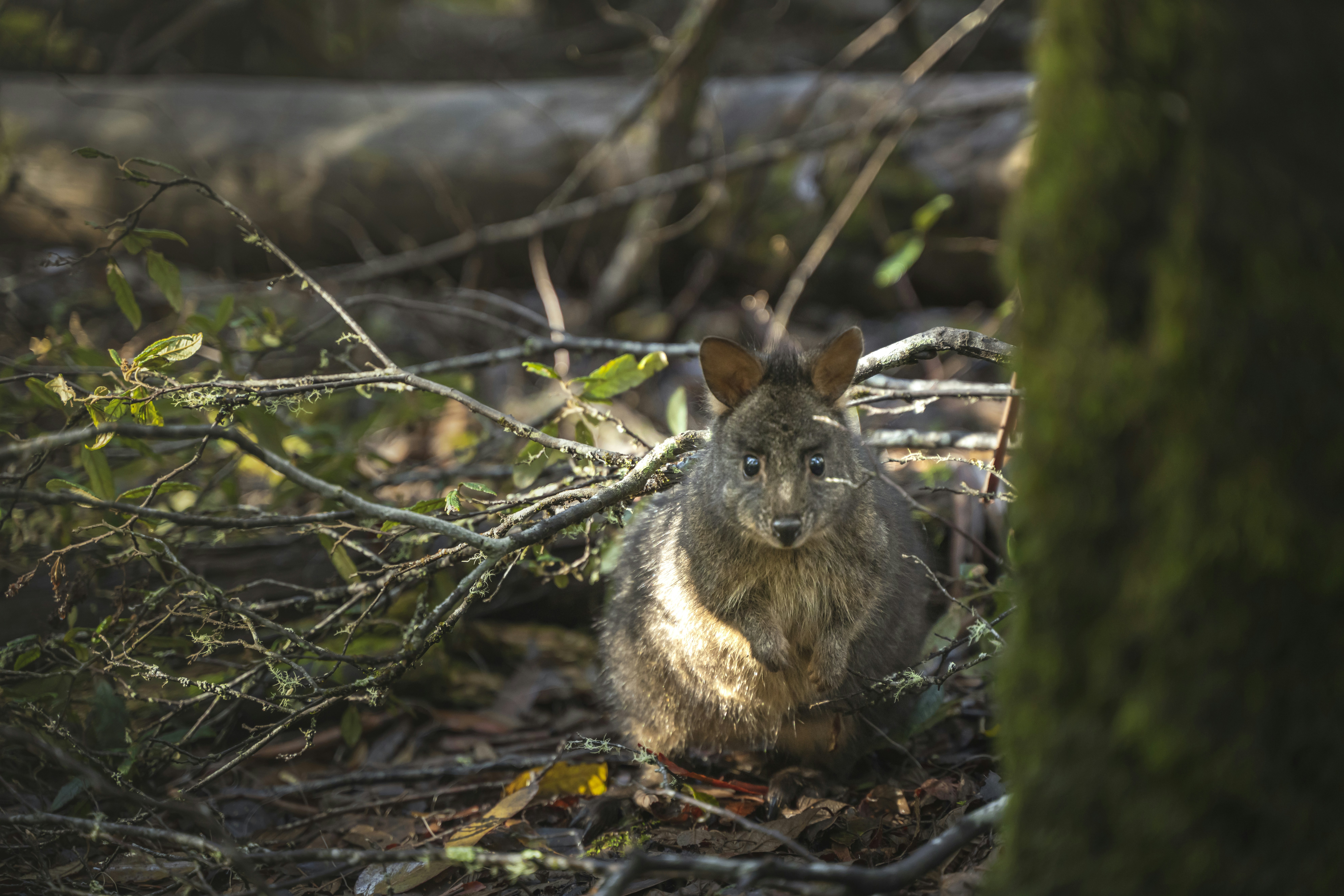 Whispered Trail: A Forest Dweller Stares from the Sunlit Brambles