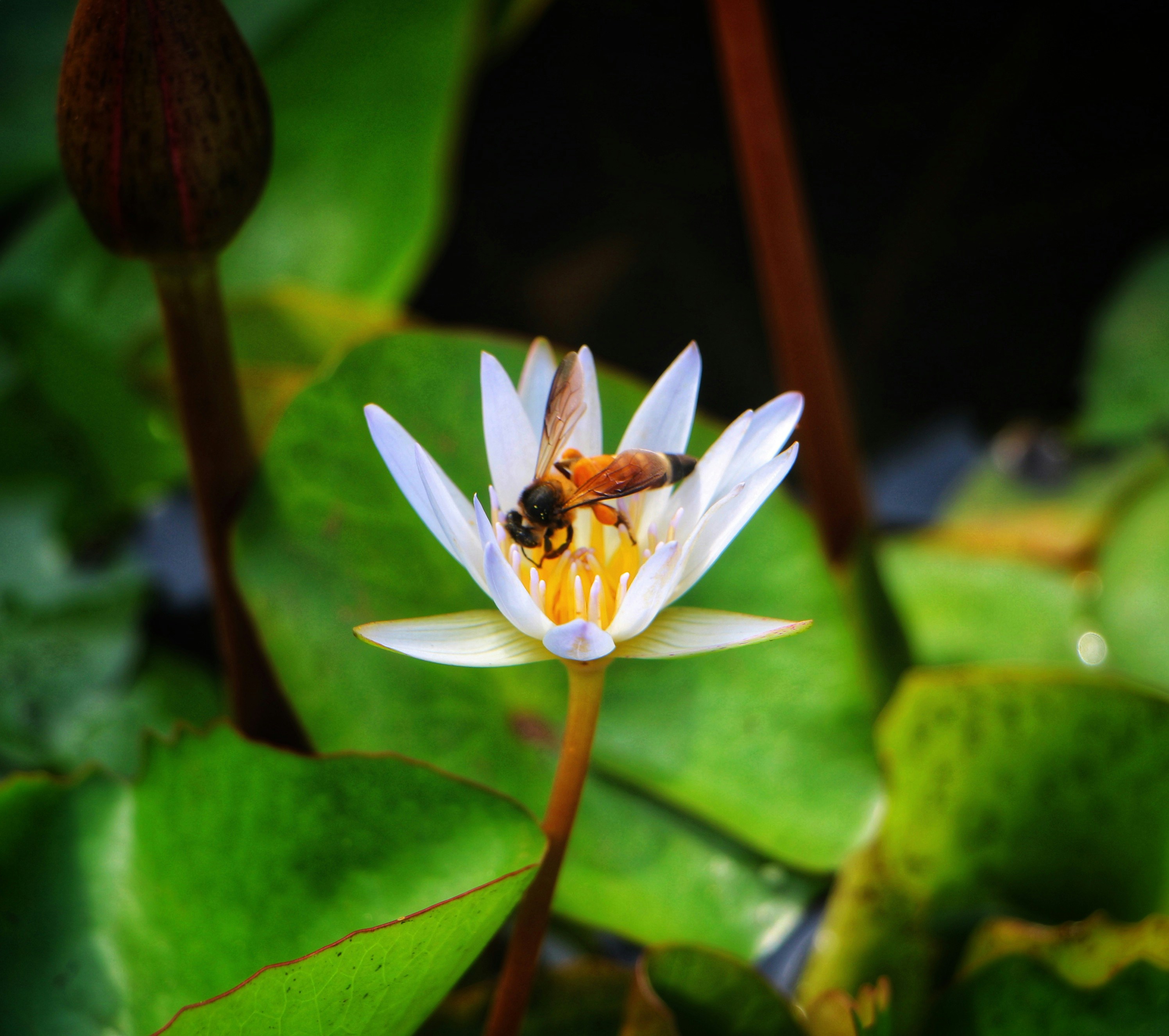 Bee at the Bloom: Focus on a White Water Lily Amid Emerald Pads