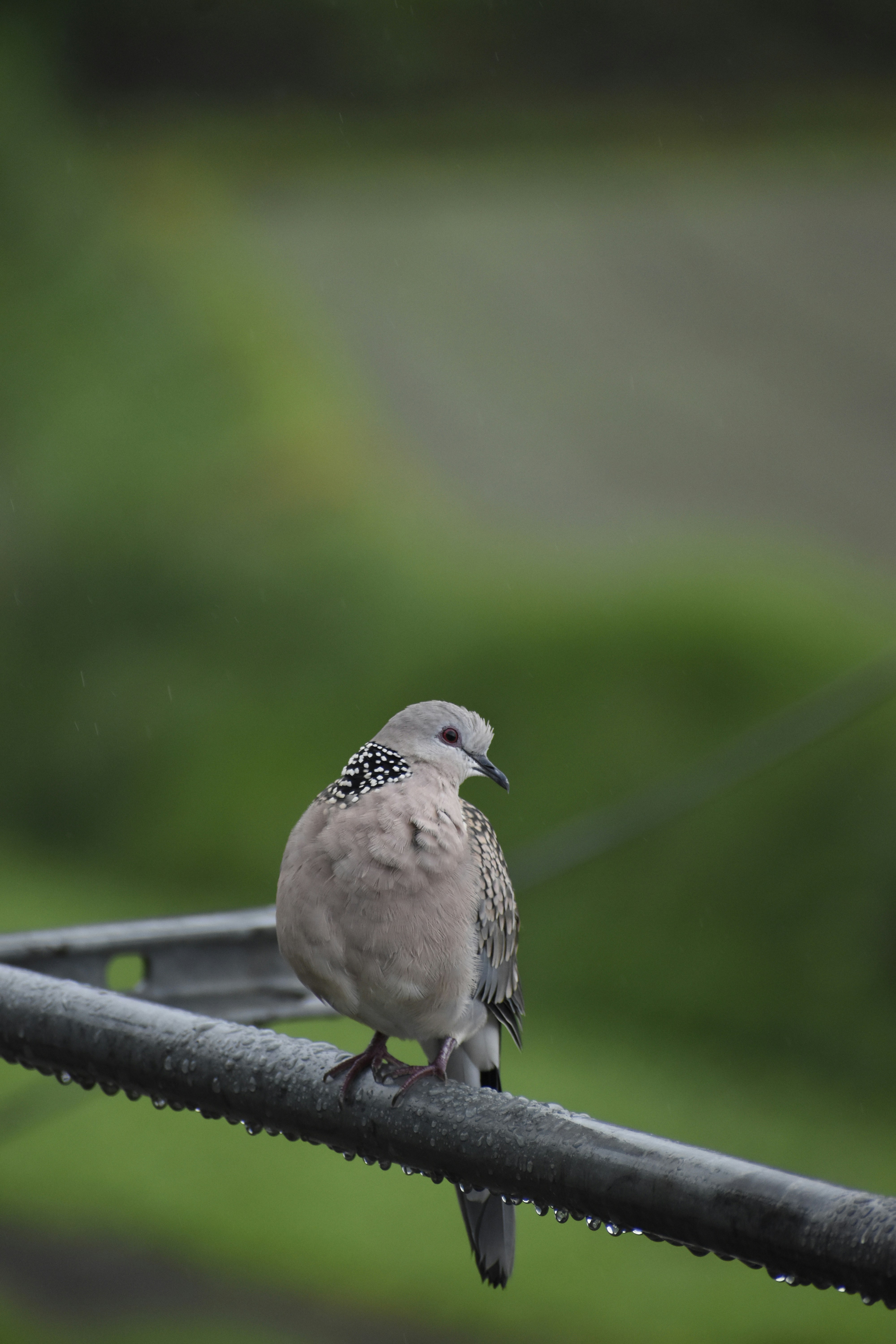 The Quiet Observer: A Dove's Moment