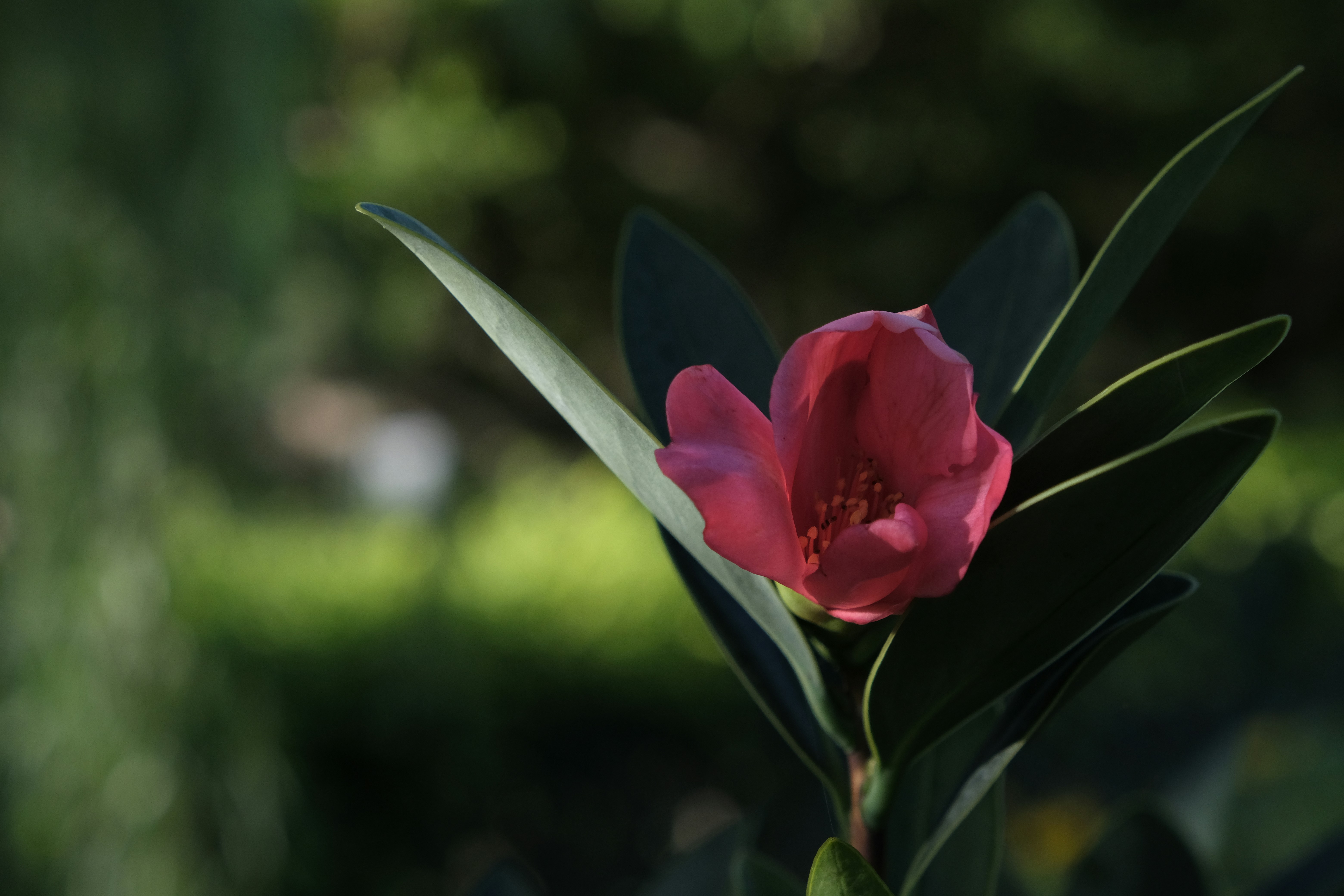 Crimson Camellia in a Velvet Green Spotlight