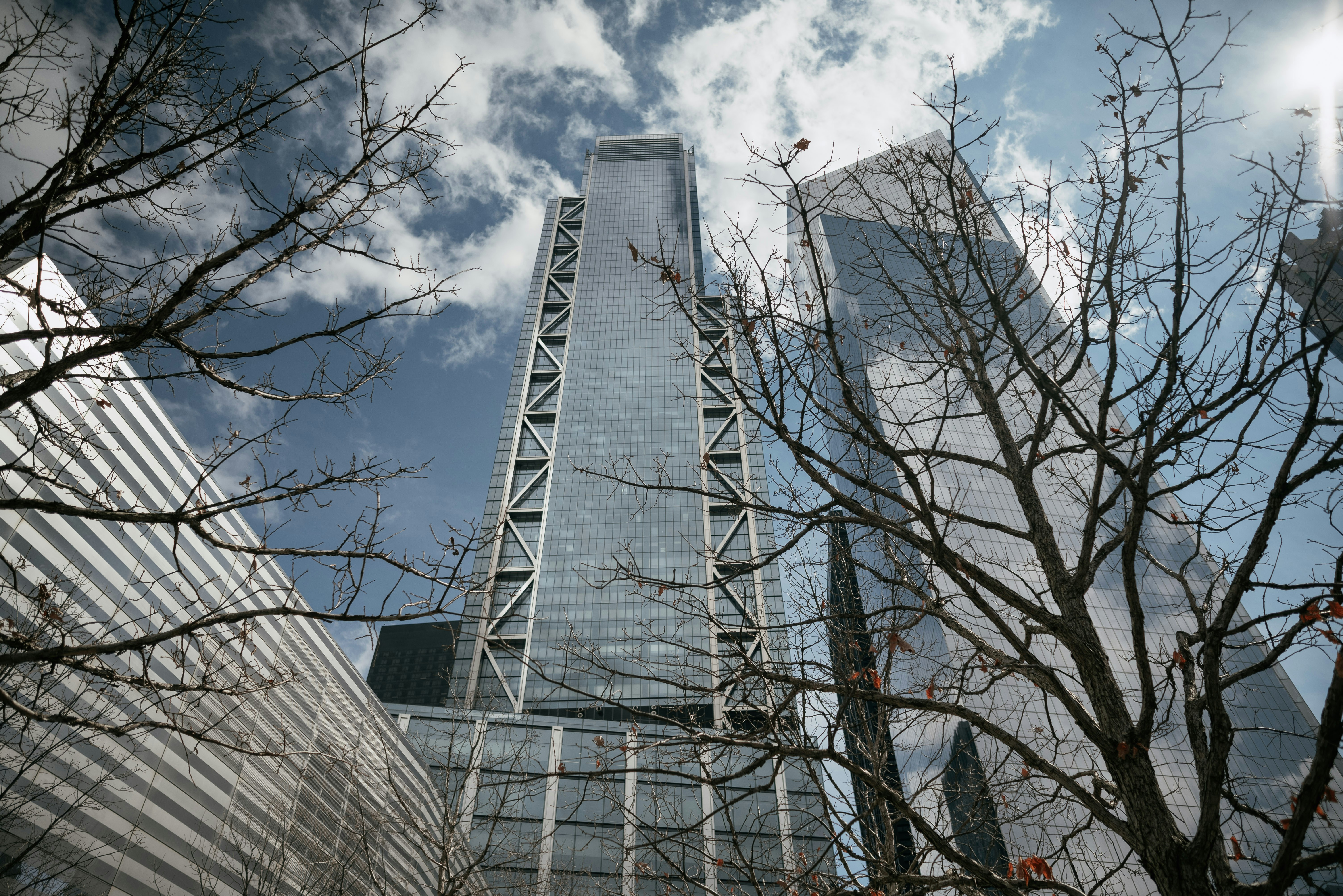 Crown of Glass: Skyline Framed by Winter Branches