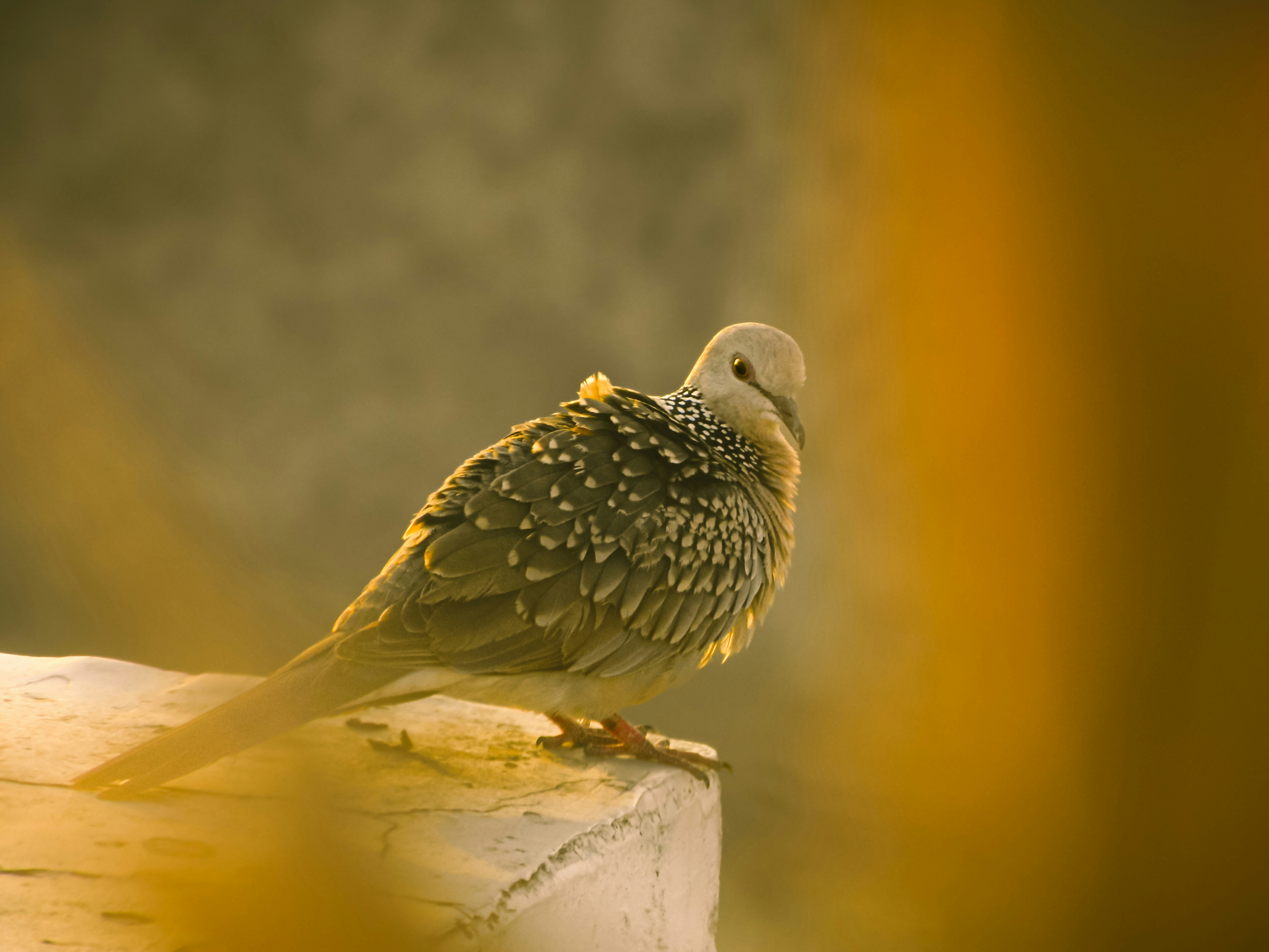 Amber Quiet: A Pigeon Perched on a Weathered Veranda