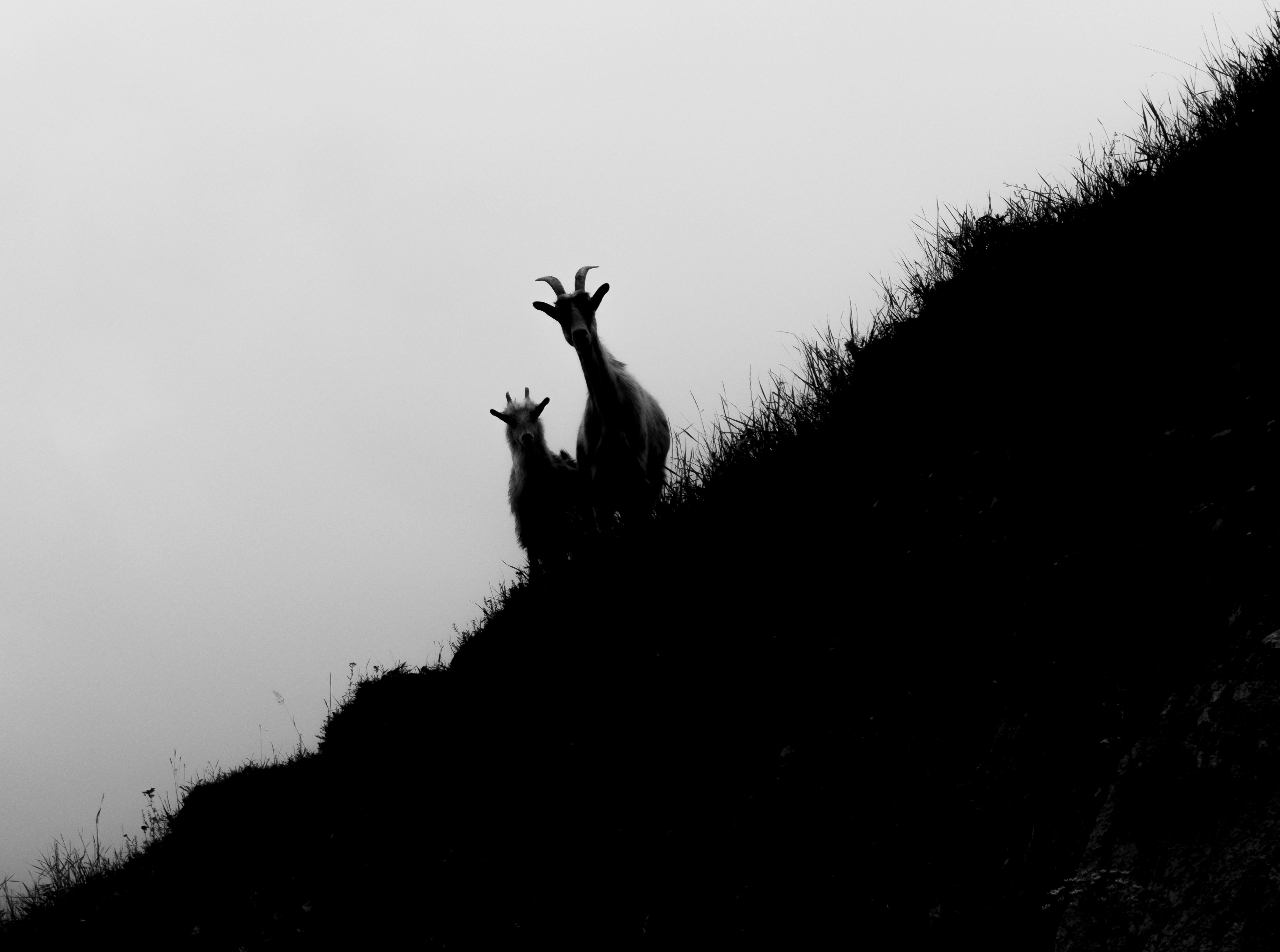 A couple of animals that are standing in the grass photo – Free Animal ...