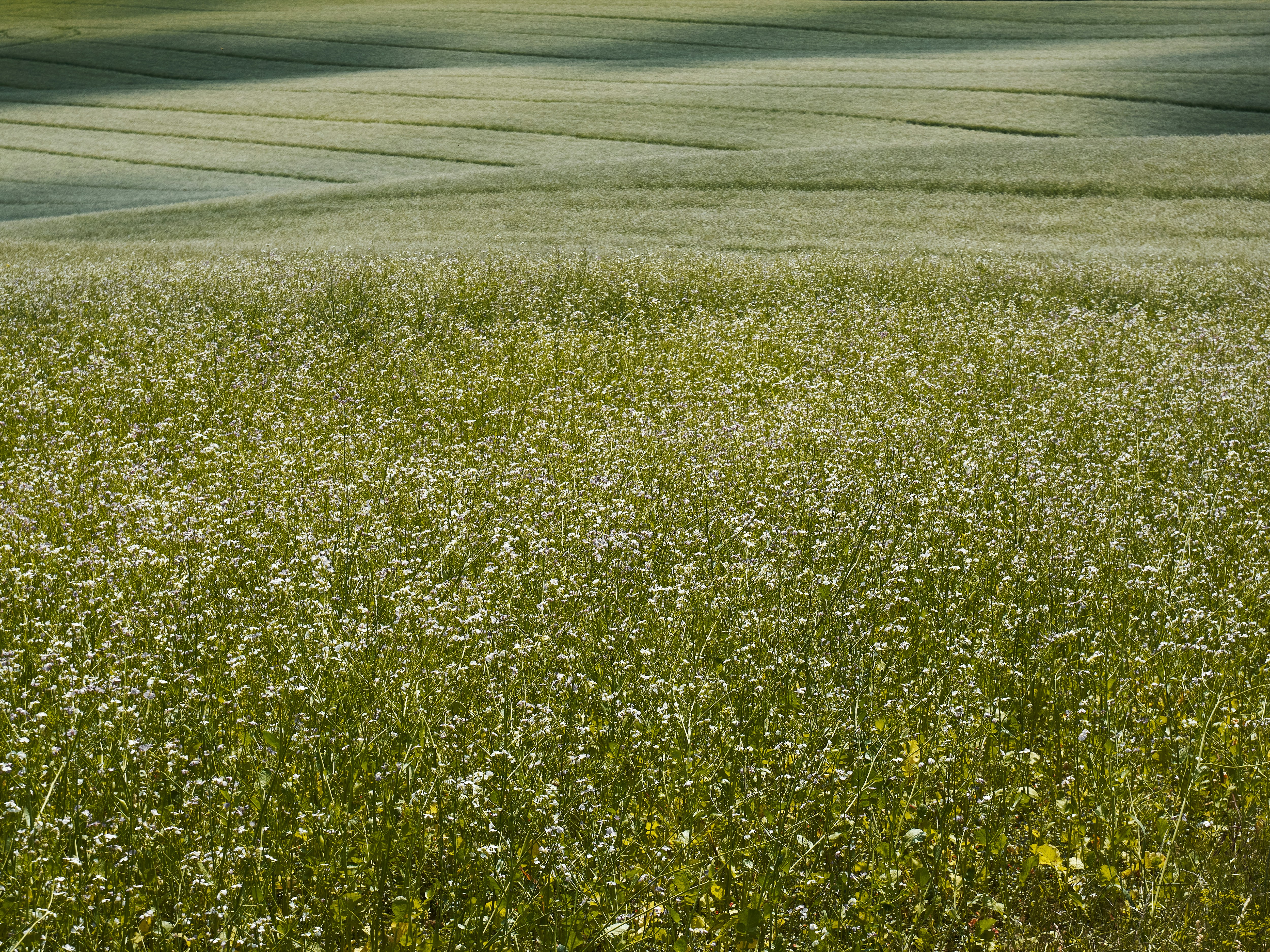 Whispers of a Flourishing Meadow