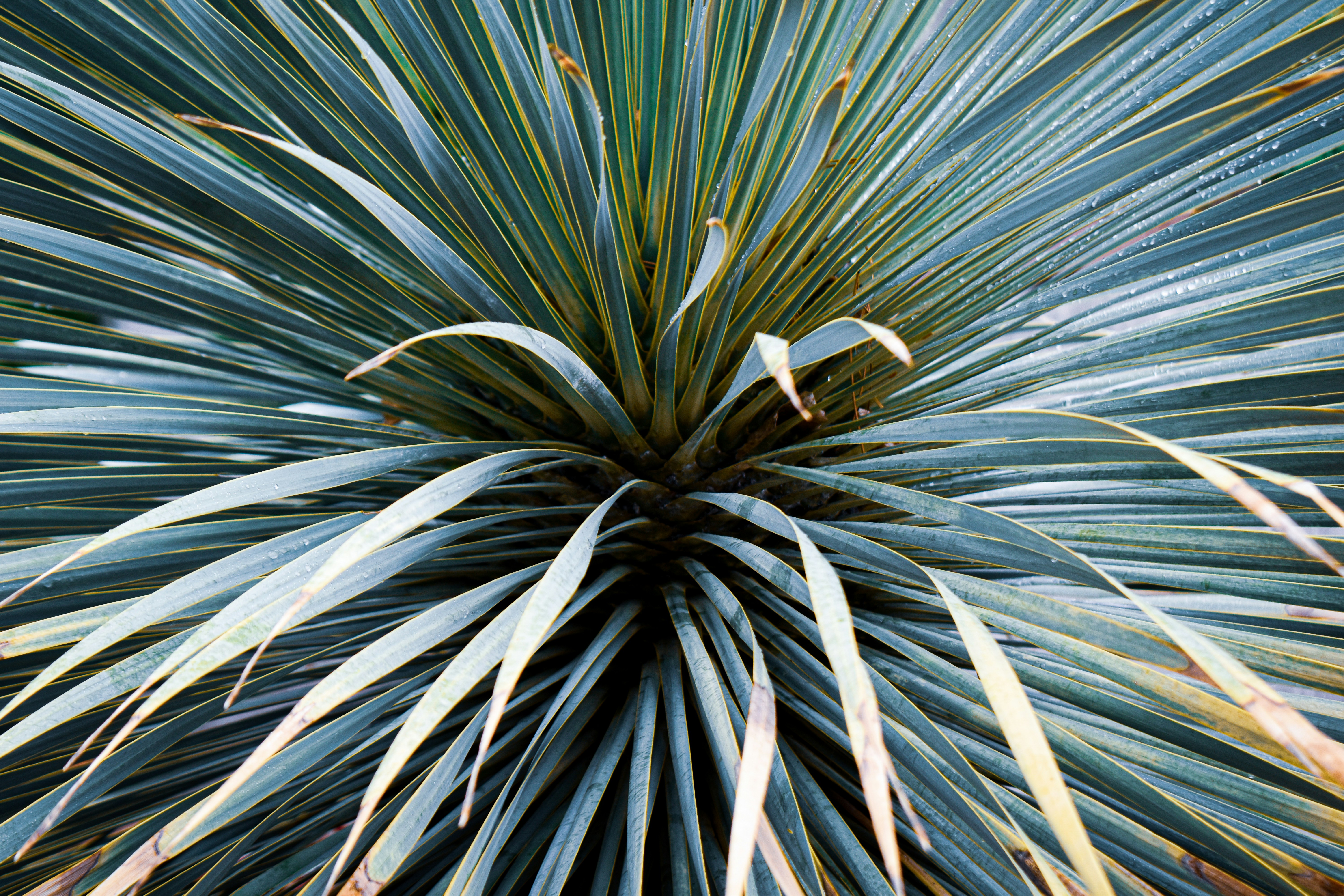 Rosette of Blue-Green Spires