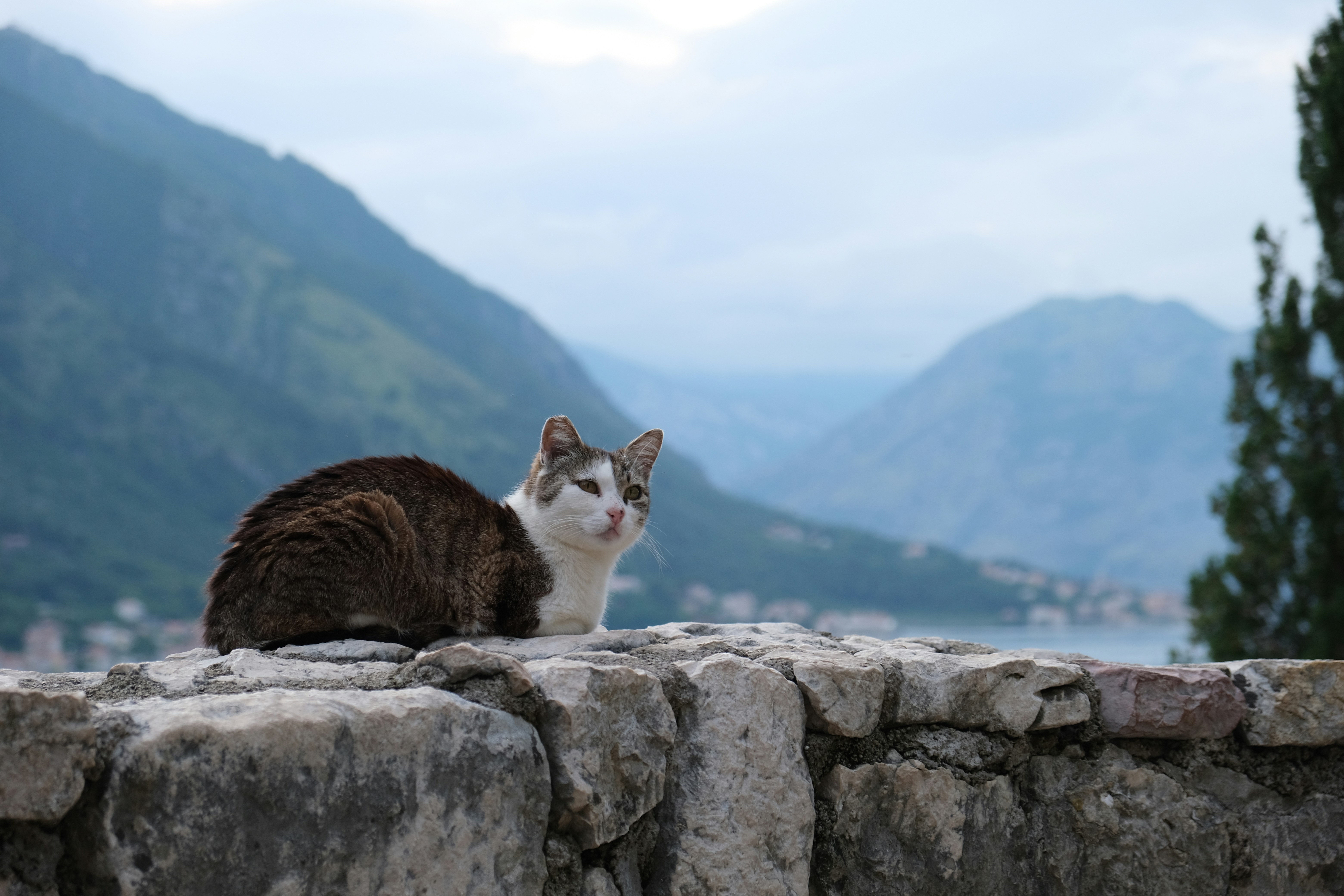 Watchful Cat on a Weathered Wall Overlooking a Misty Alpine Valley