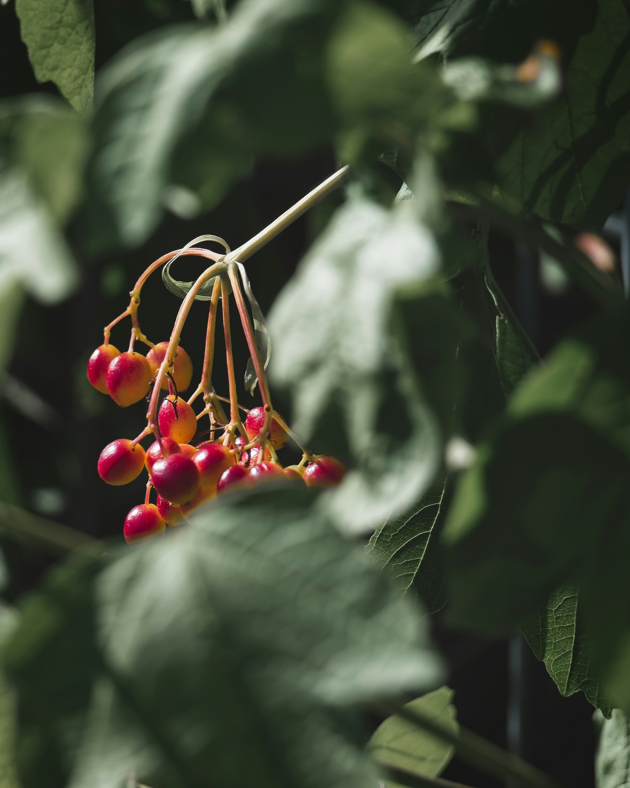 Just some rosehip berries at its life