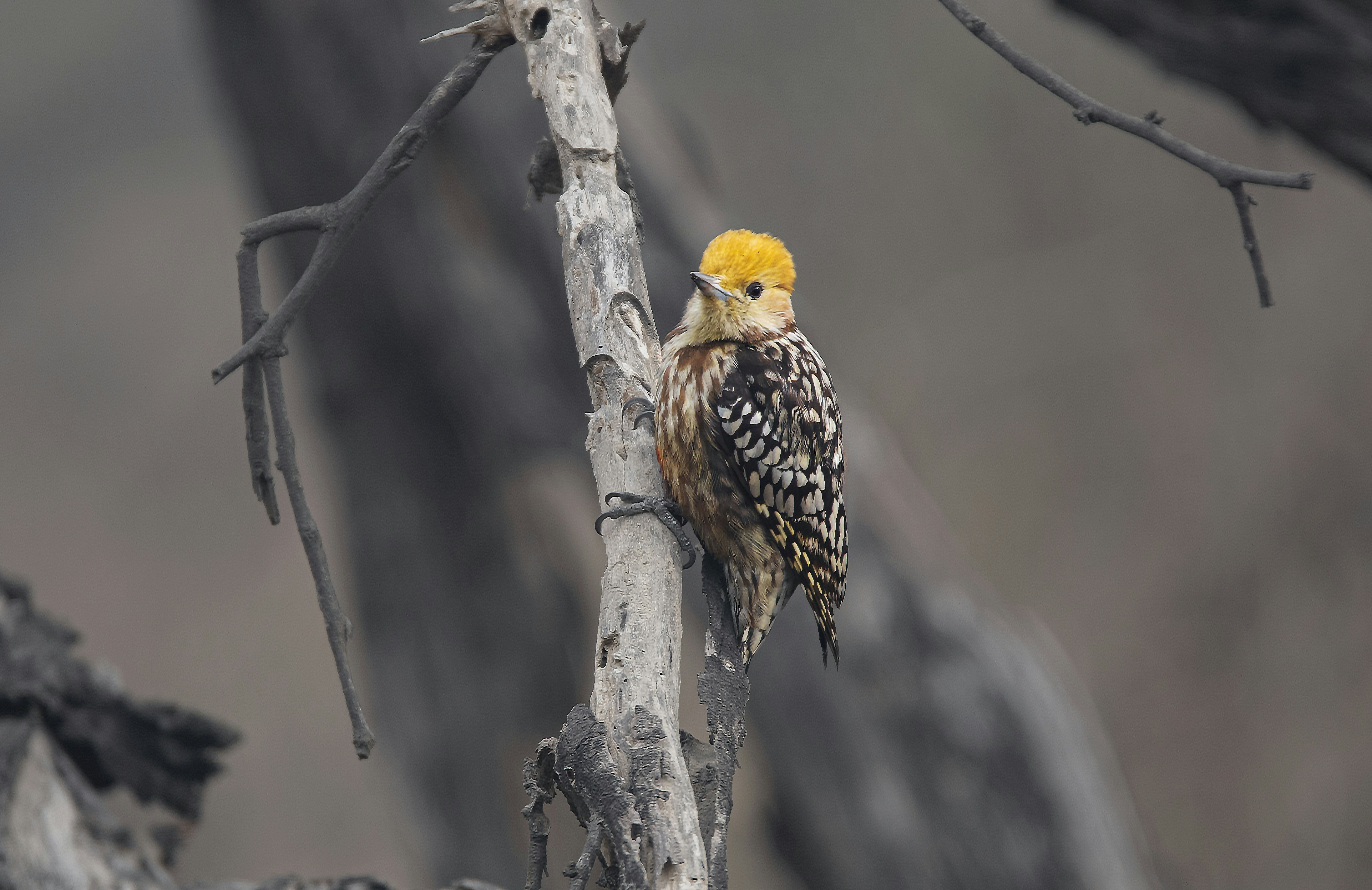 Golden-Headed Woodpecker Clinging to a Bare Branch