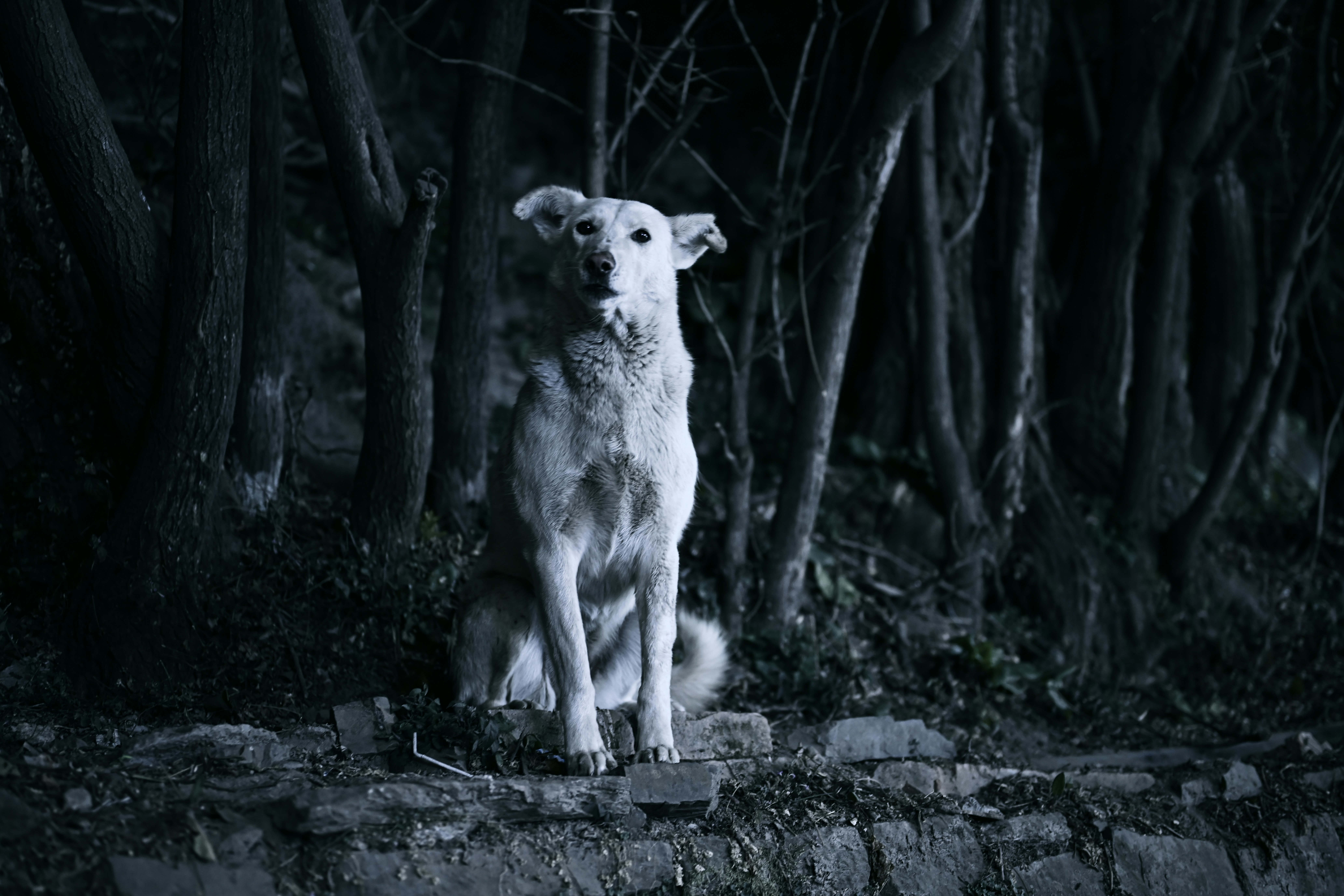 Moonlit Canopy Watch: A pale hound sits on a rocky ledge amid shadowy pines