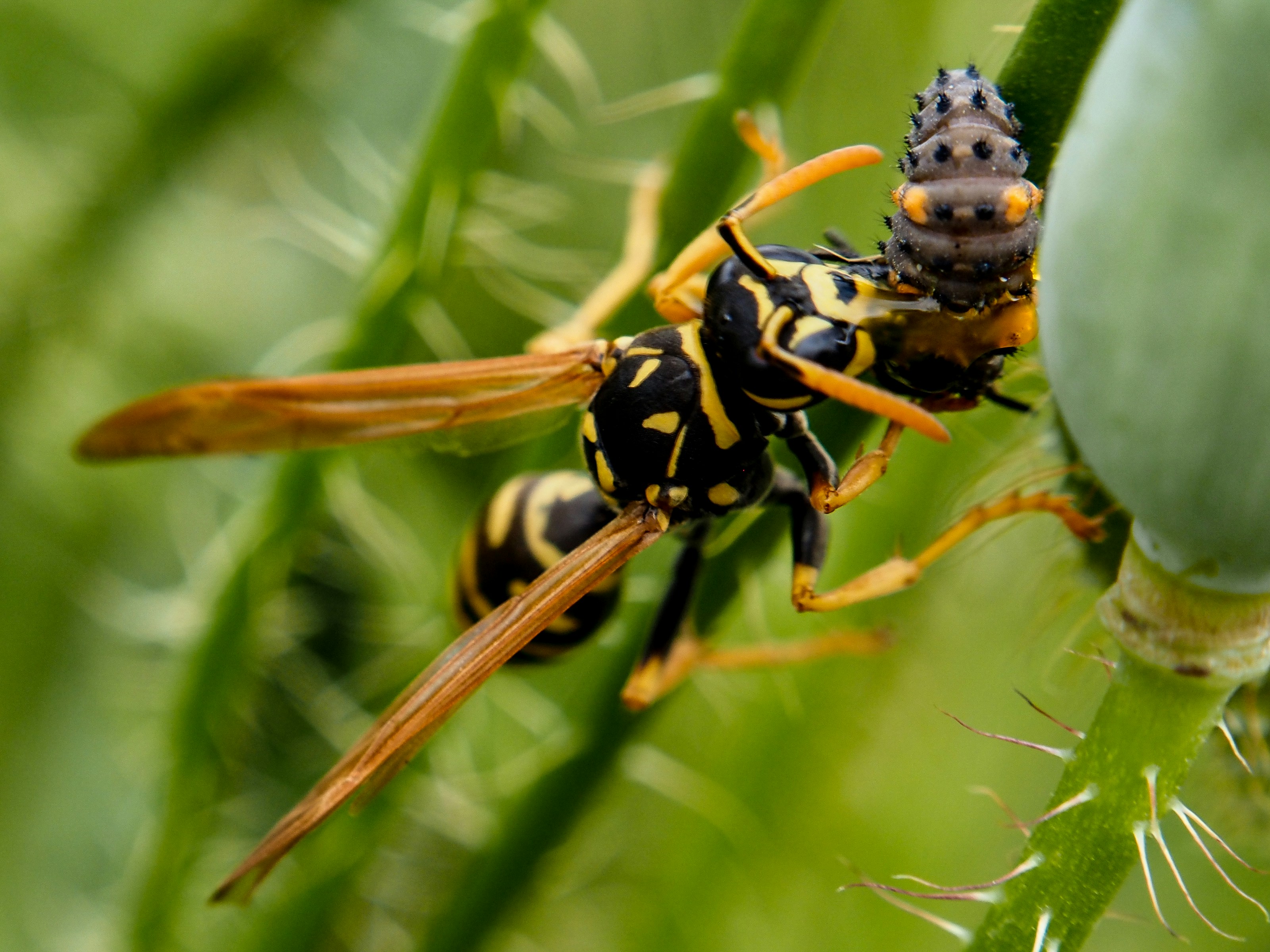 Un par de insectos sentados encima de una planta verde foto – Imagen de ...