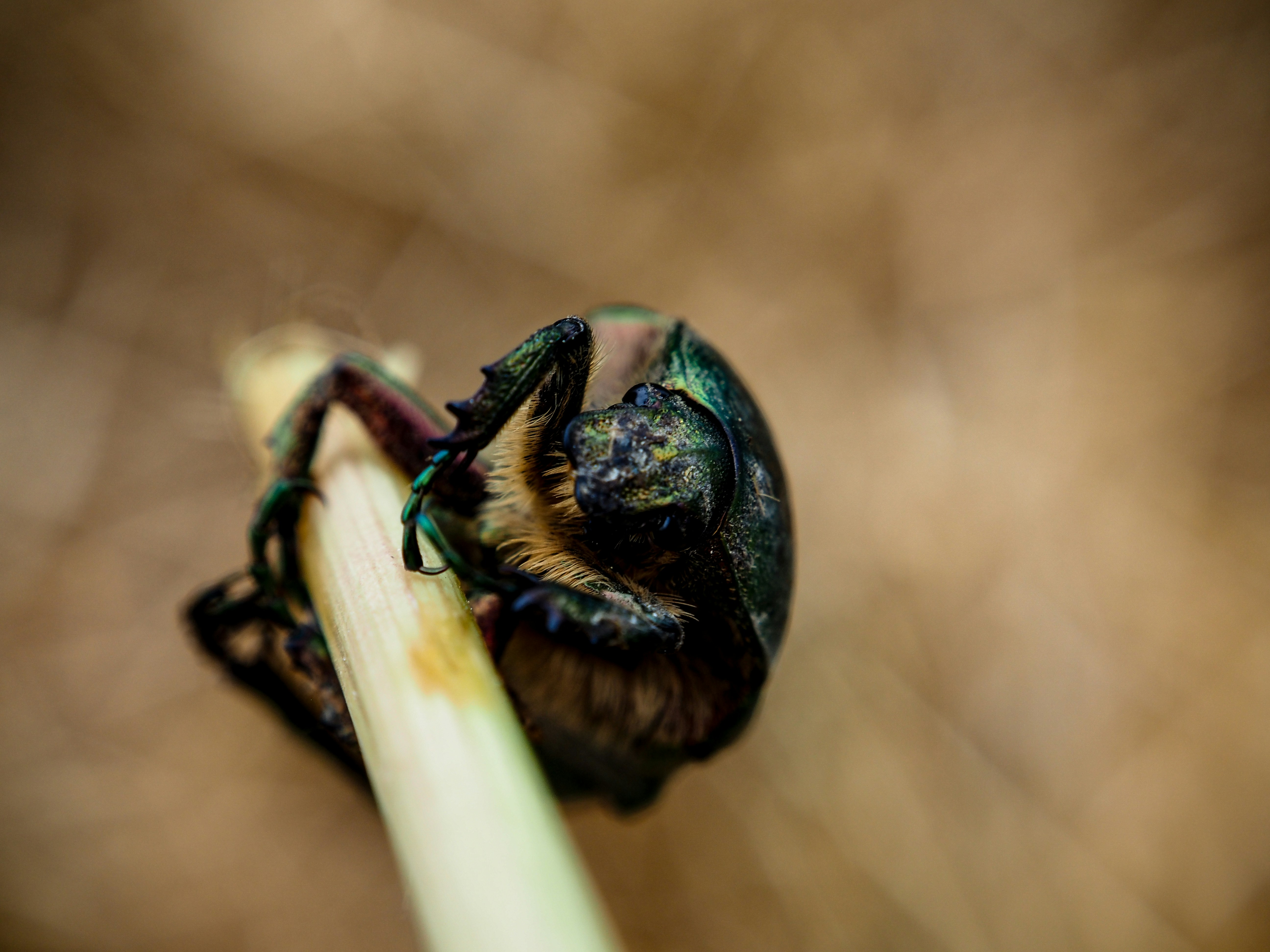 A close up of a bug on a plant photo – Free Poland Image on Unsplash