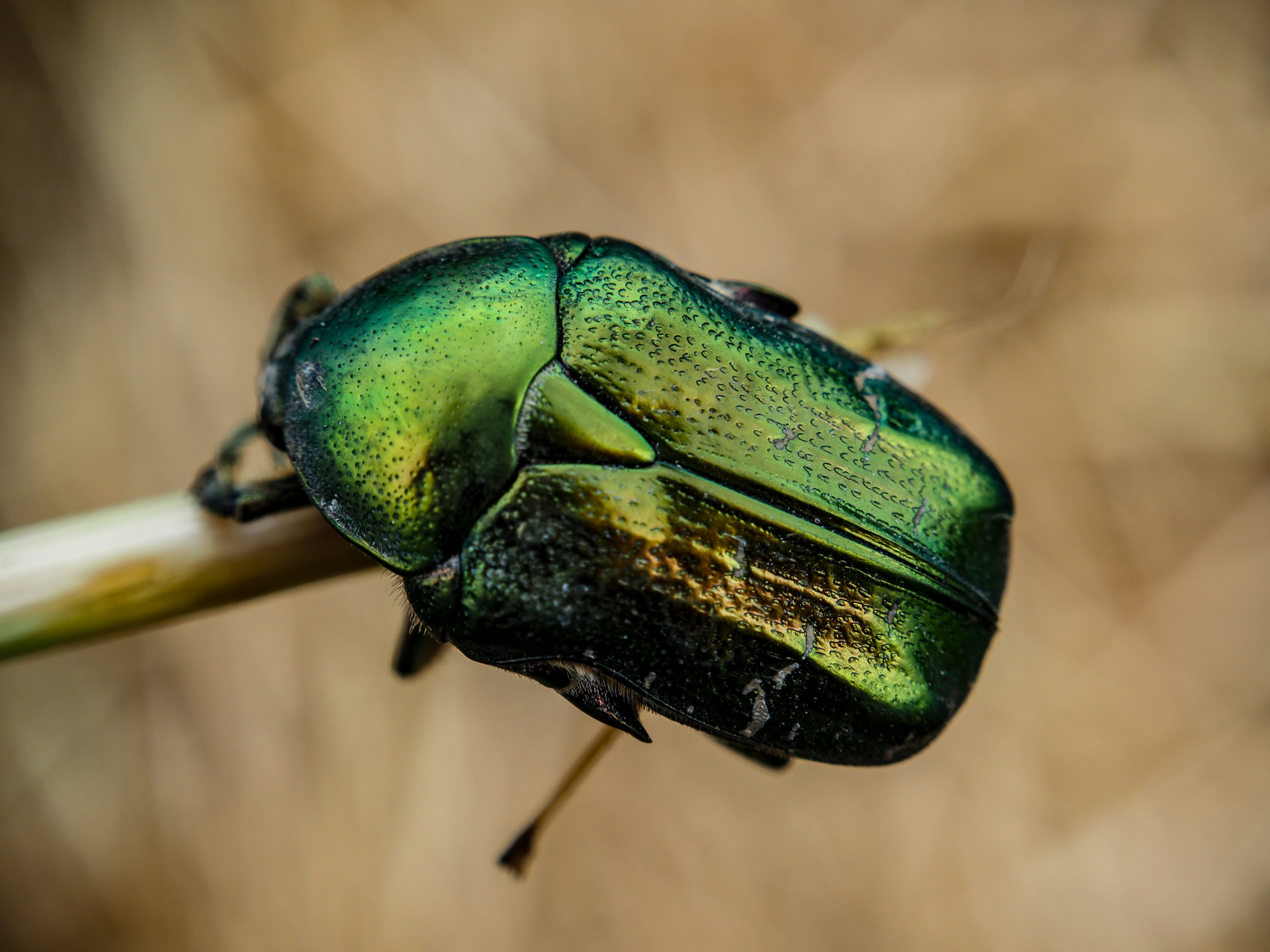 Emerald Armor on a Dry Stem: Macro Portrait of an Iridescent Beetle